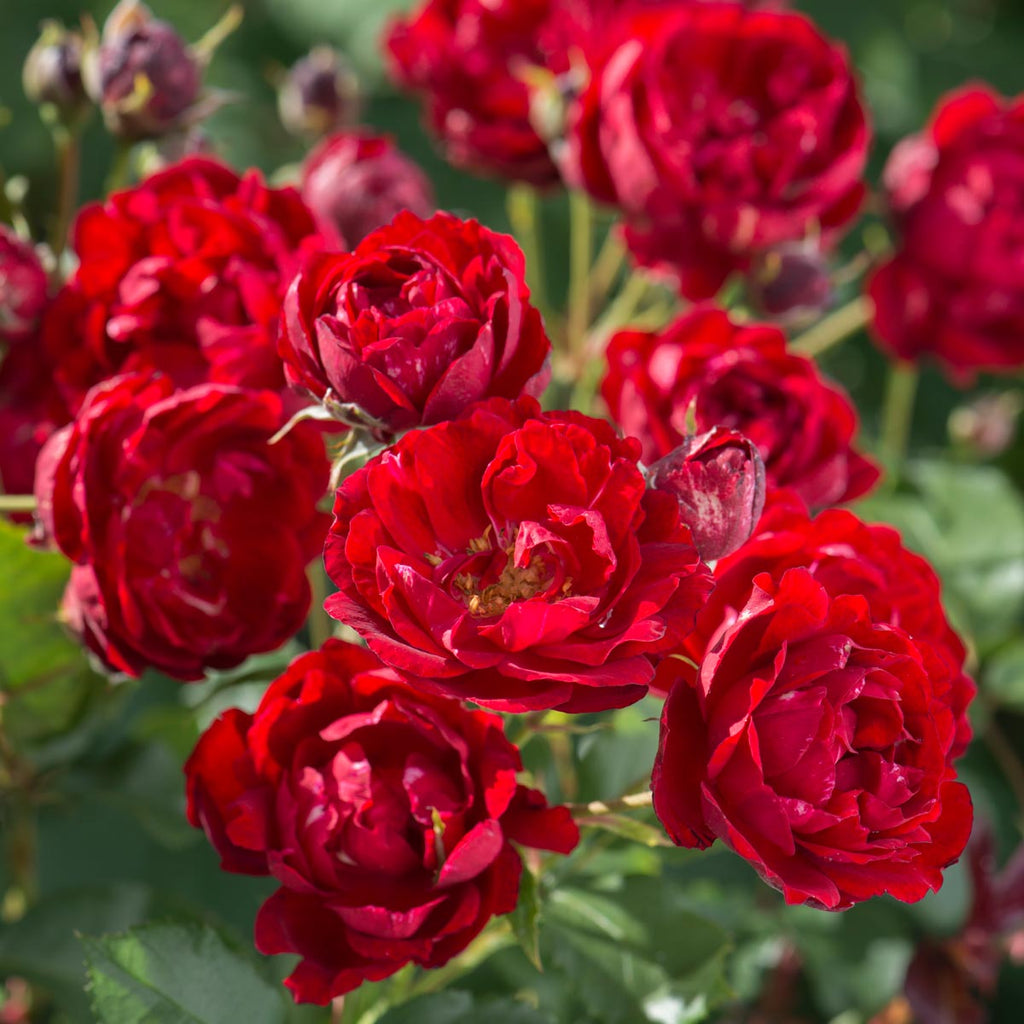 Patio Roses | David Austin Roses