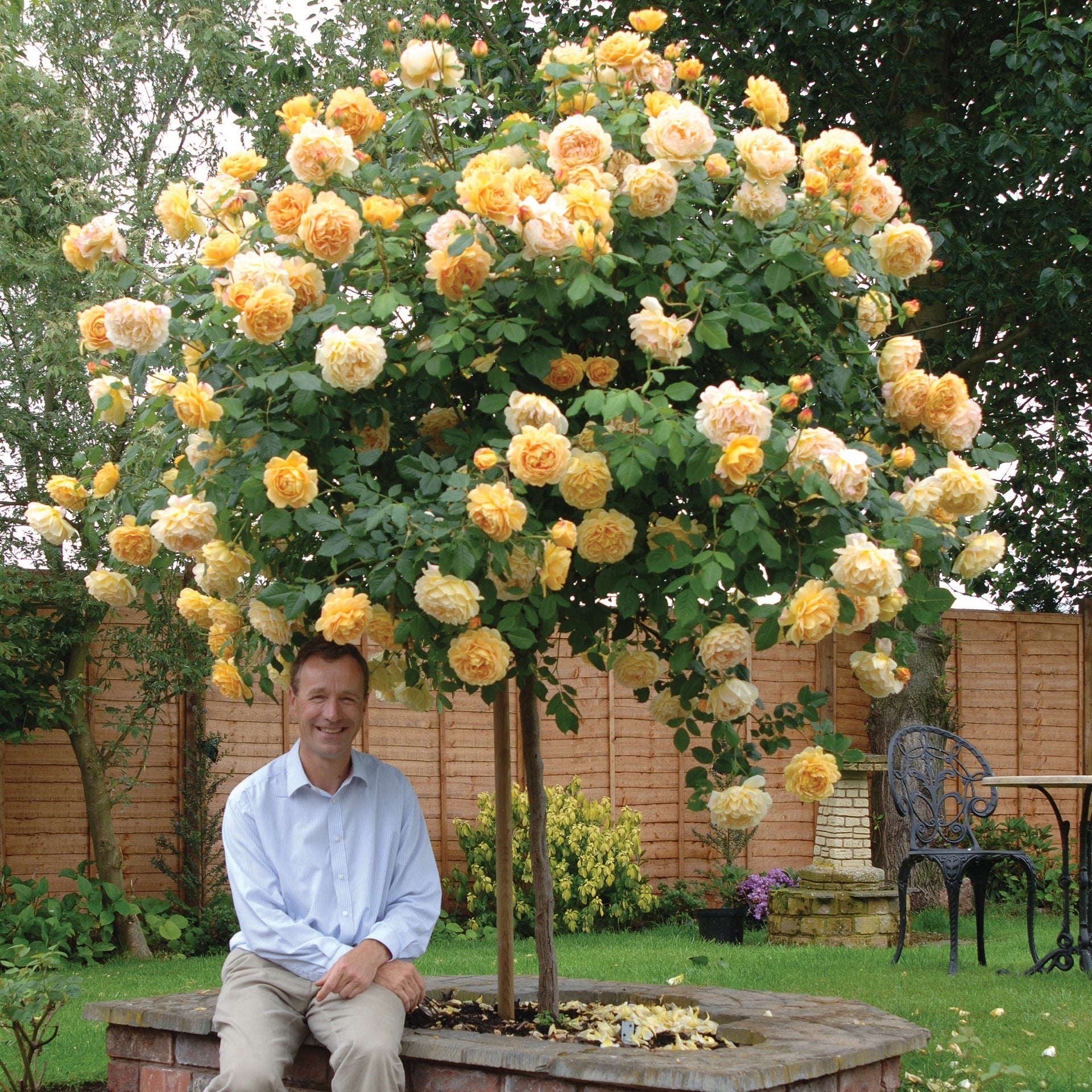 Golden Celebration (Ausgold) | English Standard Tree Rose | David ...