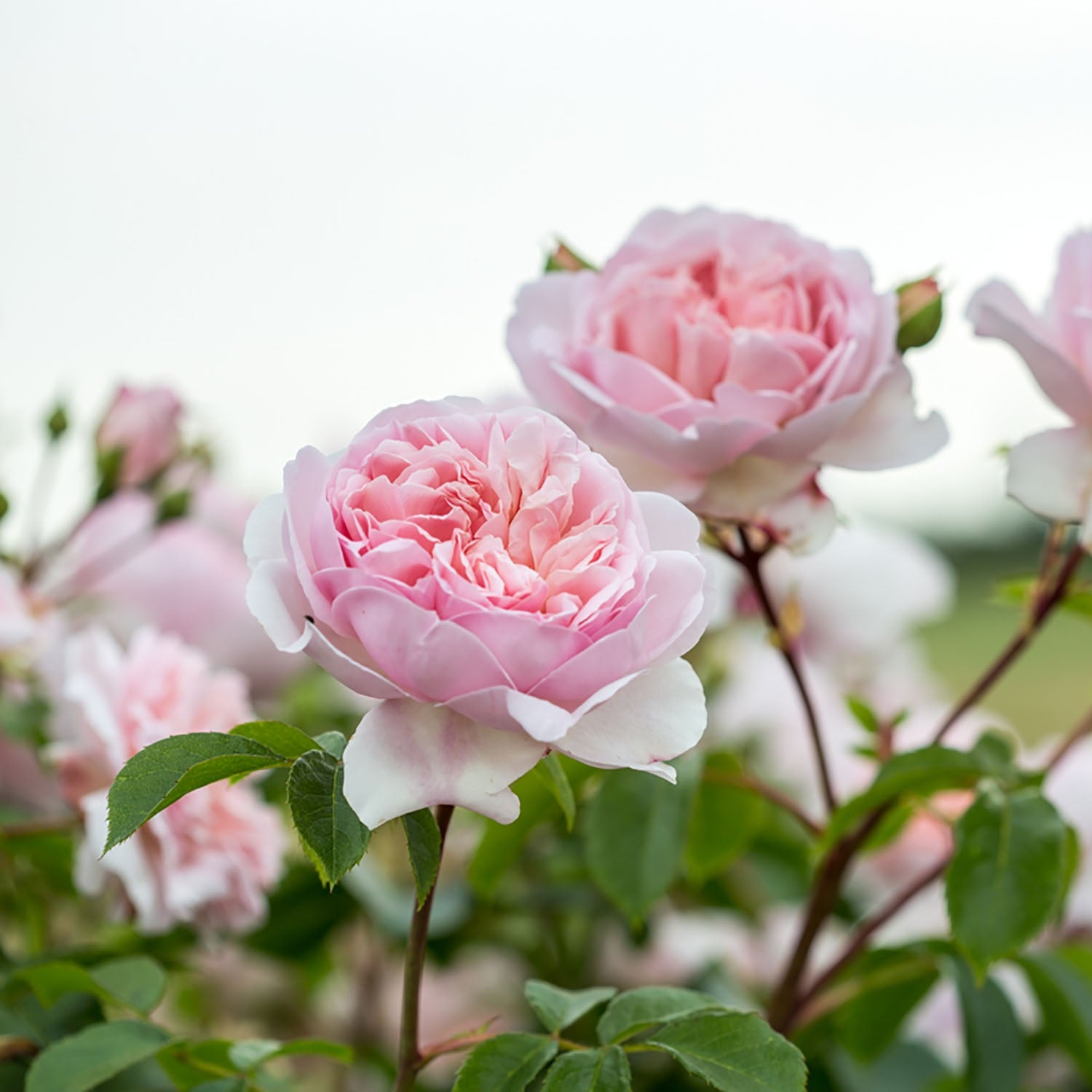 Wildeve (Ausbonny) | English Shrub Rose | David Austin Roses