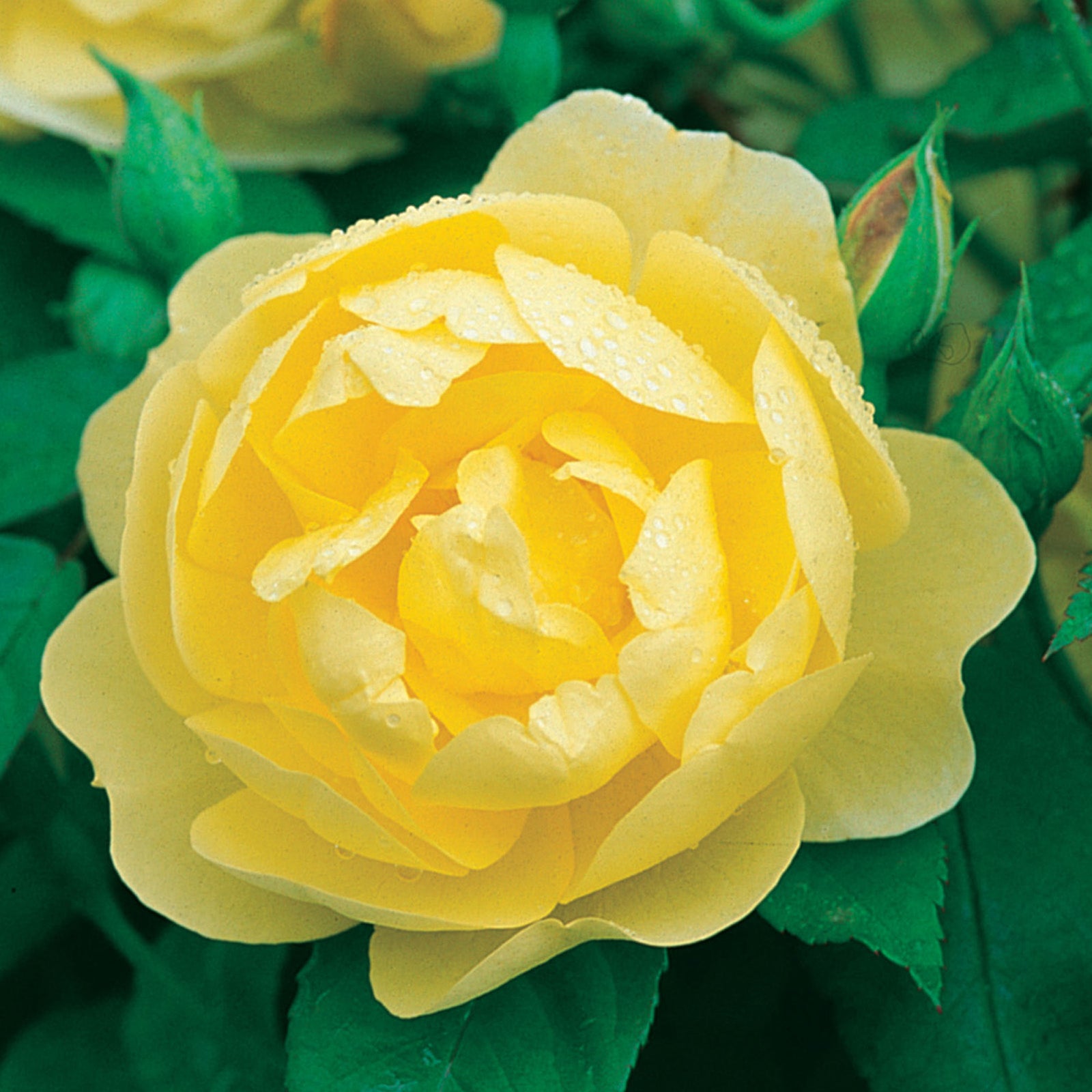 Blythe Spirit (Auschool) | English Shrub Rose | David Austin Roses