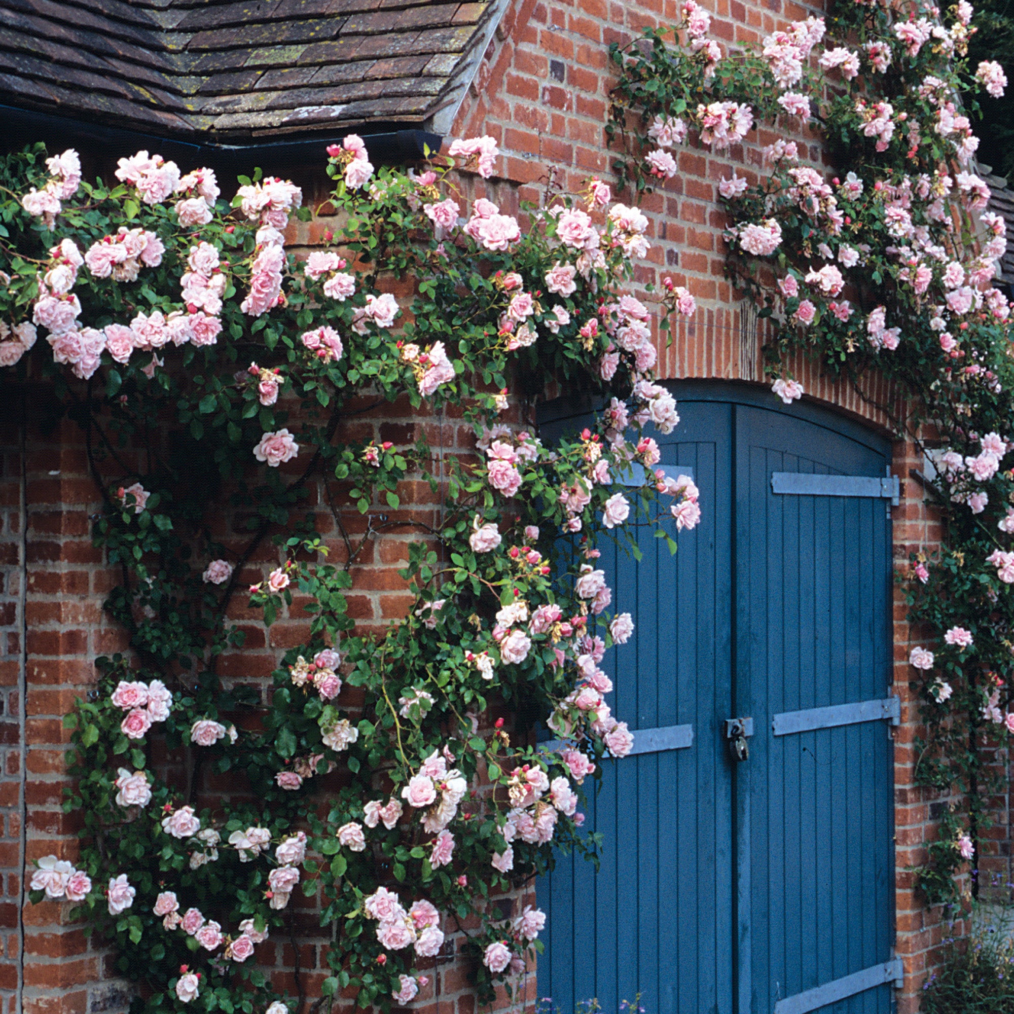 Albertine | Rambling Rose | David Austin Roses