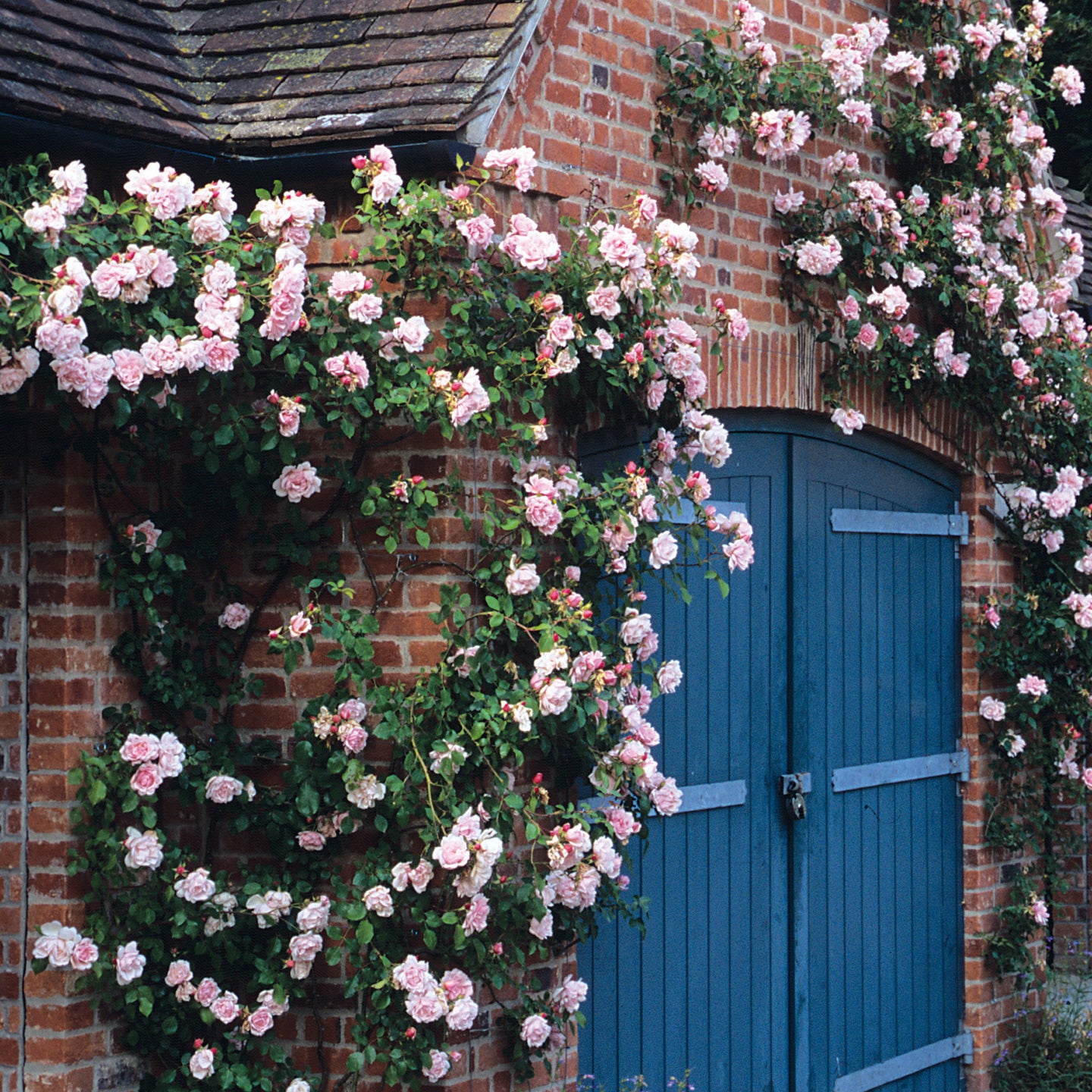 Albertine | Rambling Rose | David Austin Roses