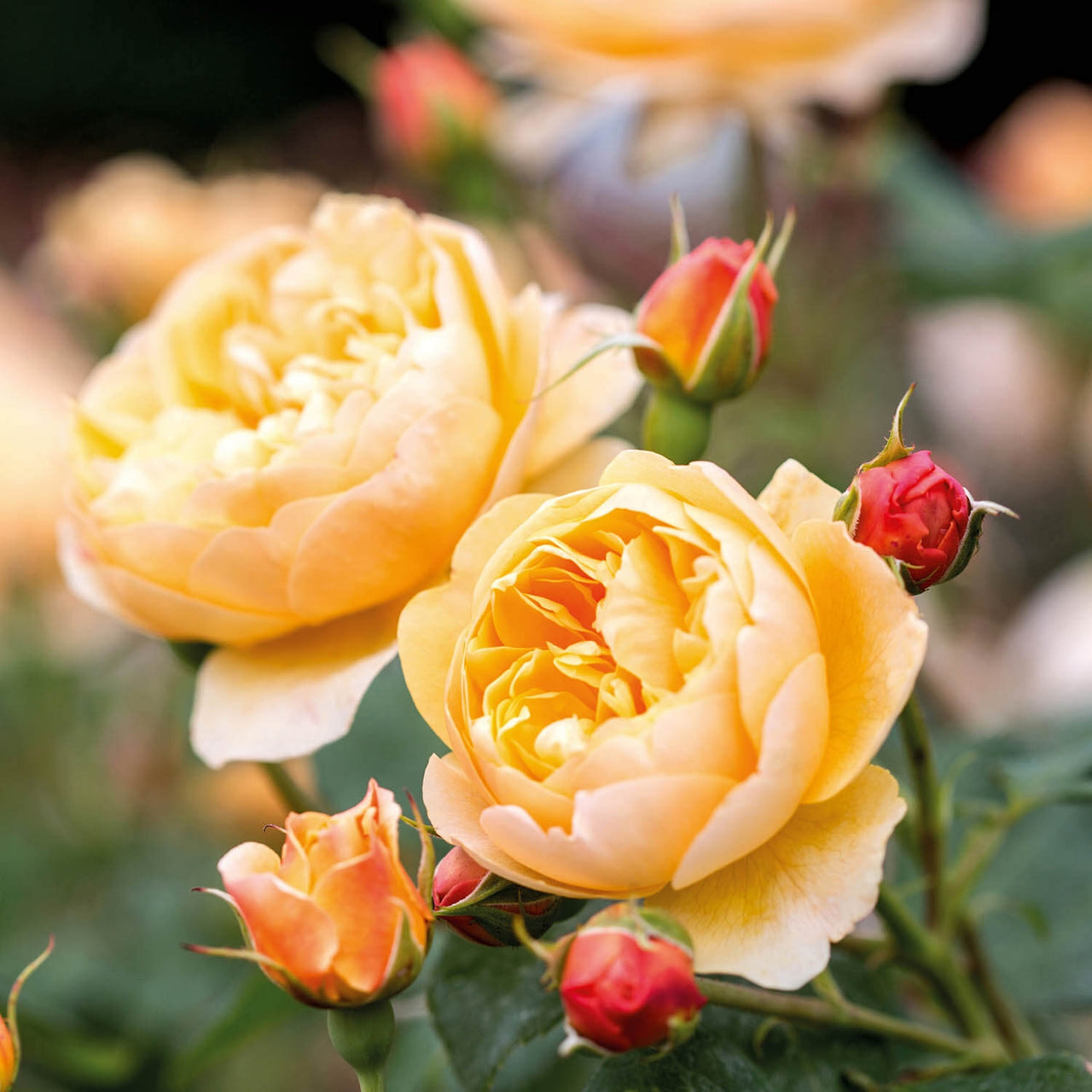 Standard Tree Roses | Rose Trees | David Austin Roses