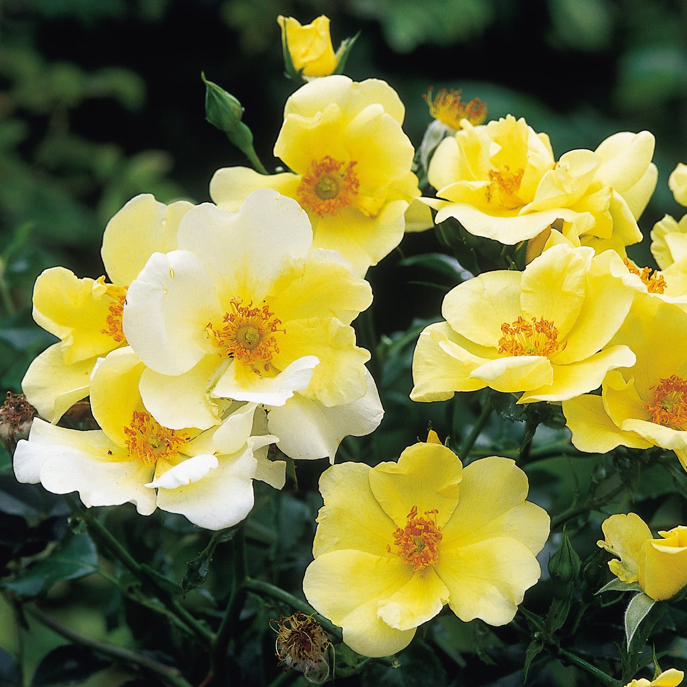 Ground Cover Roses | David Austin Roses