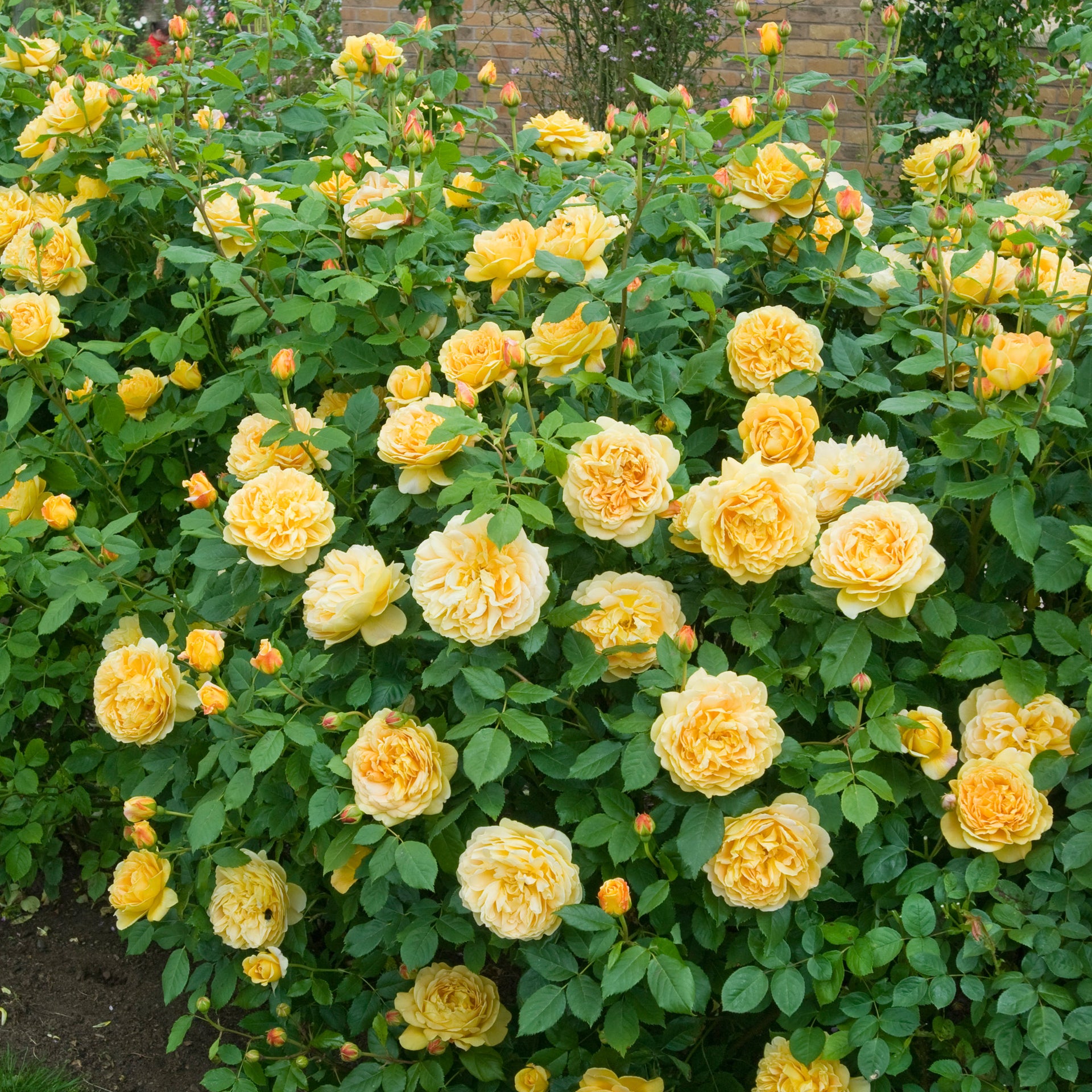 Golden Celebration | English Shrub Rose | David Austin Roses