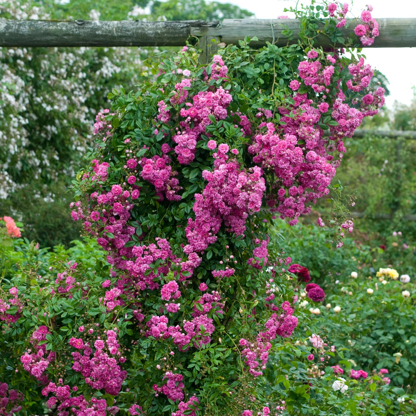 Super Dorothy | Rambling Rose | David Austin Roses