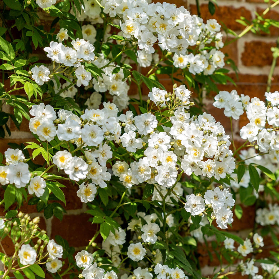 Rambling Rector | Rambling Rose | David Austin Roses