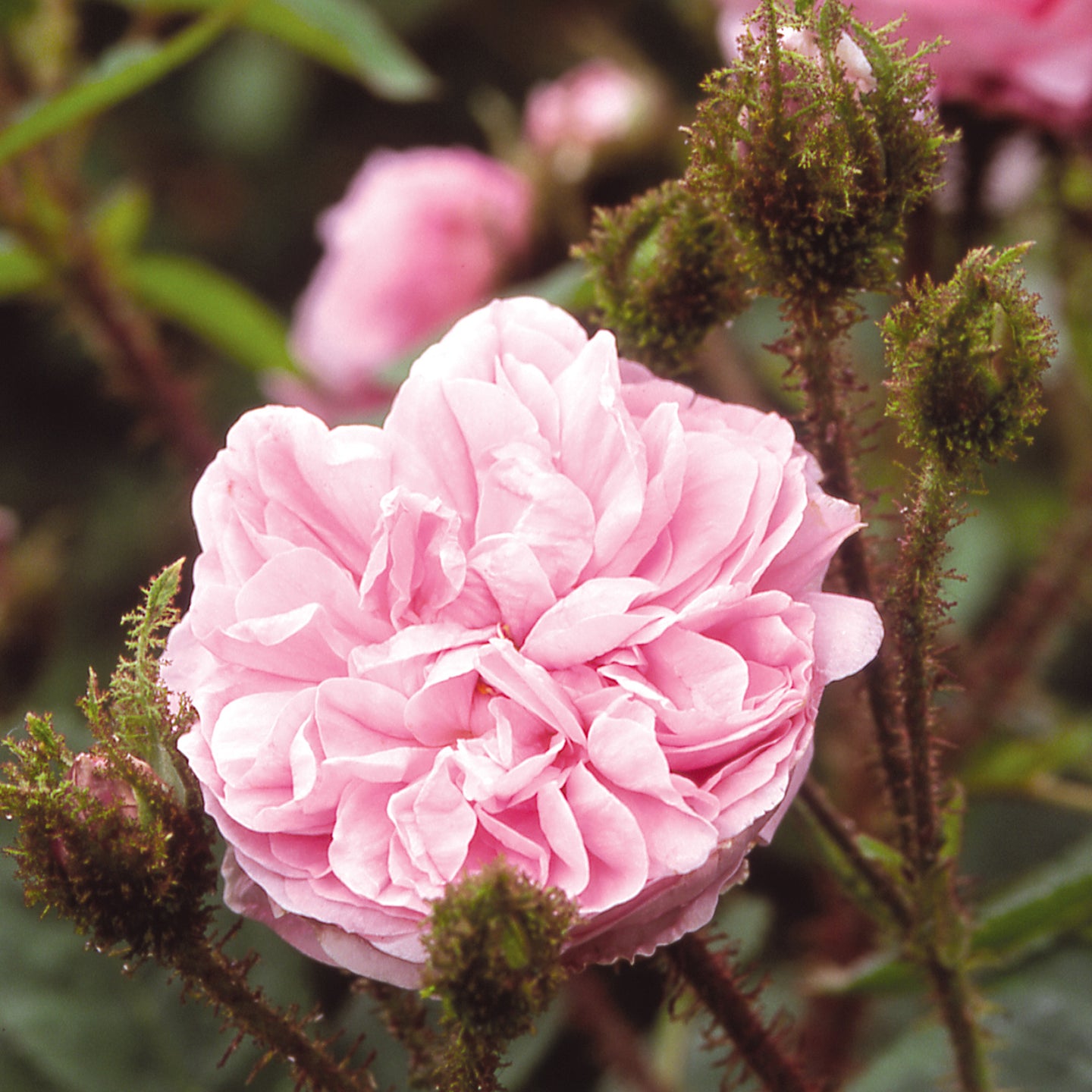 Old Pink Moss | Old Rose | David Austin Roses