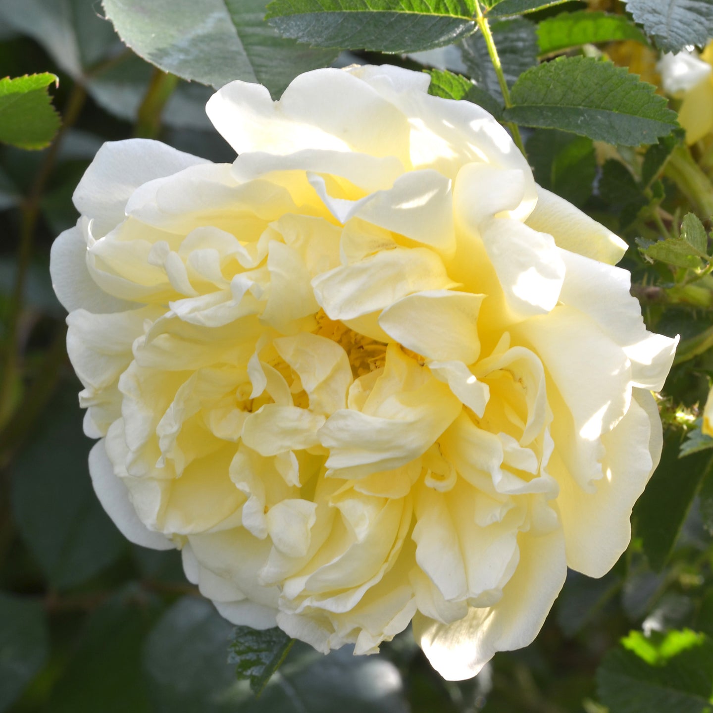 Agnes | Rugosa Rose | David Austin Roses