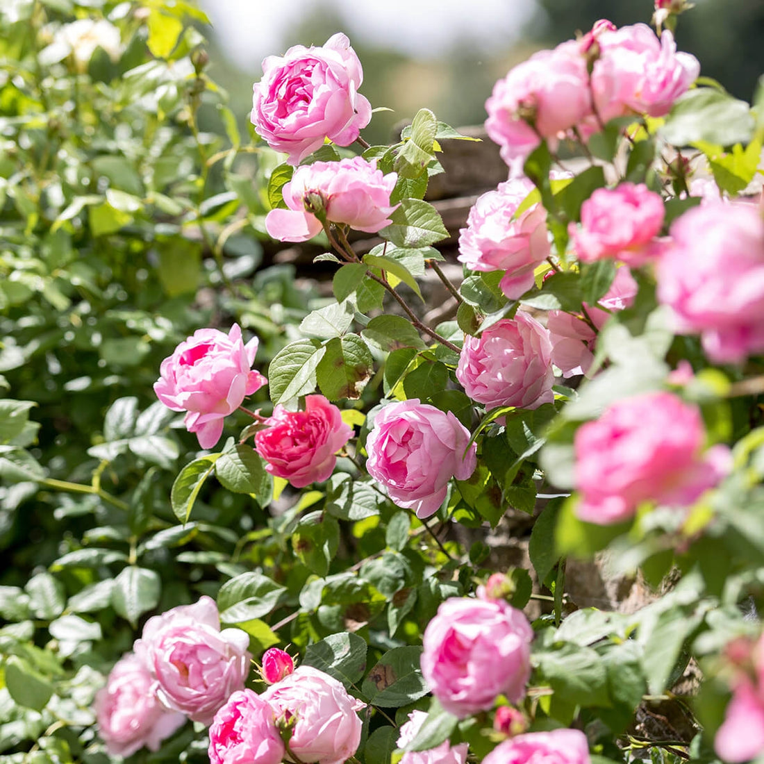 Most Fragrant Climbing Roses UK | David Austin Roses