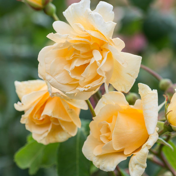 Francesca | Shrub Rose | David Austin Roses