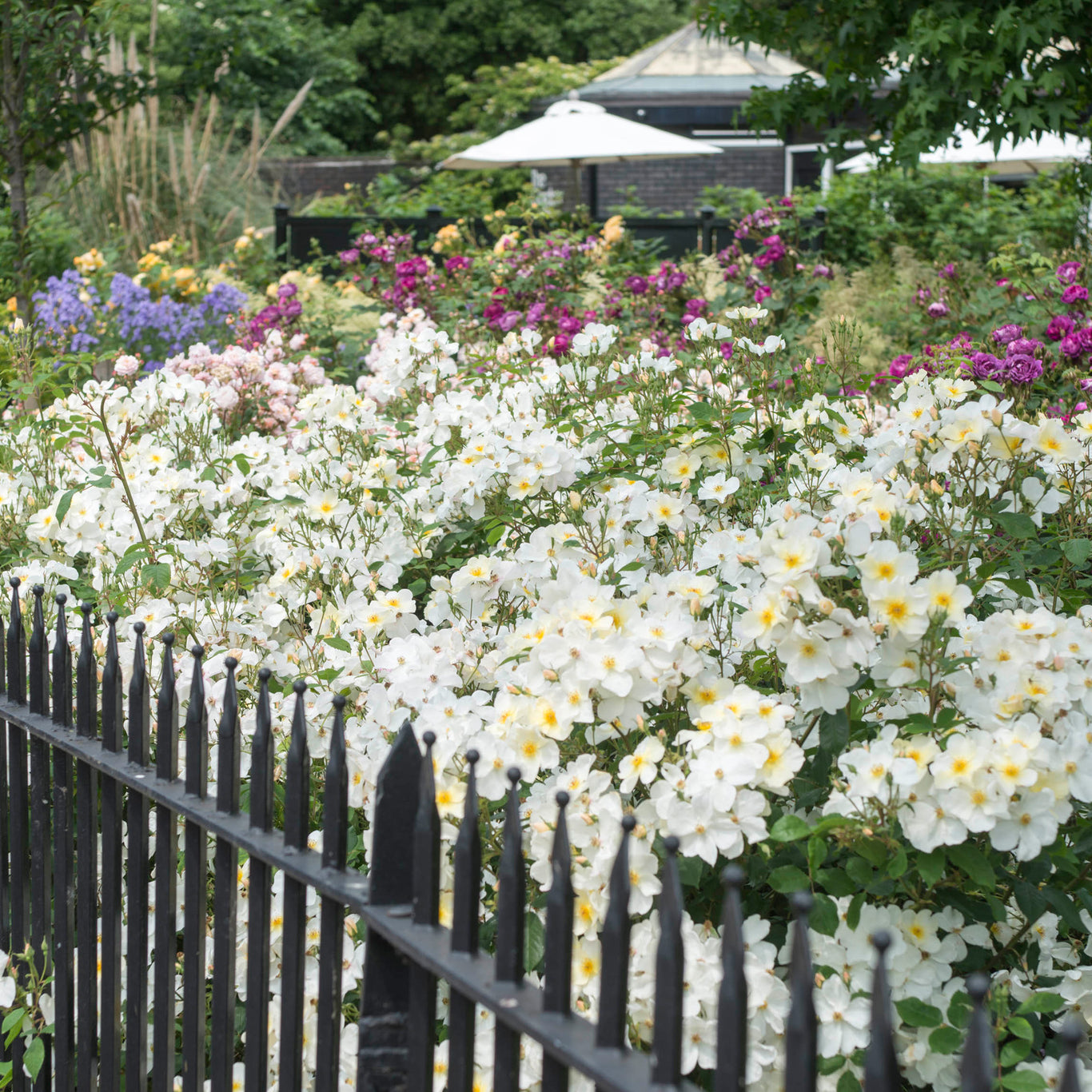 Kew Gardens Hedging Bundle | 5 English Roses