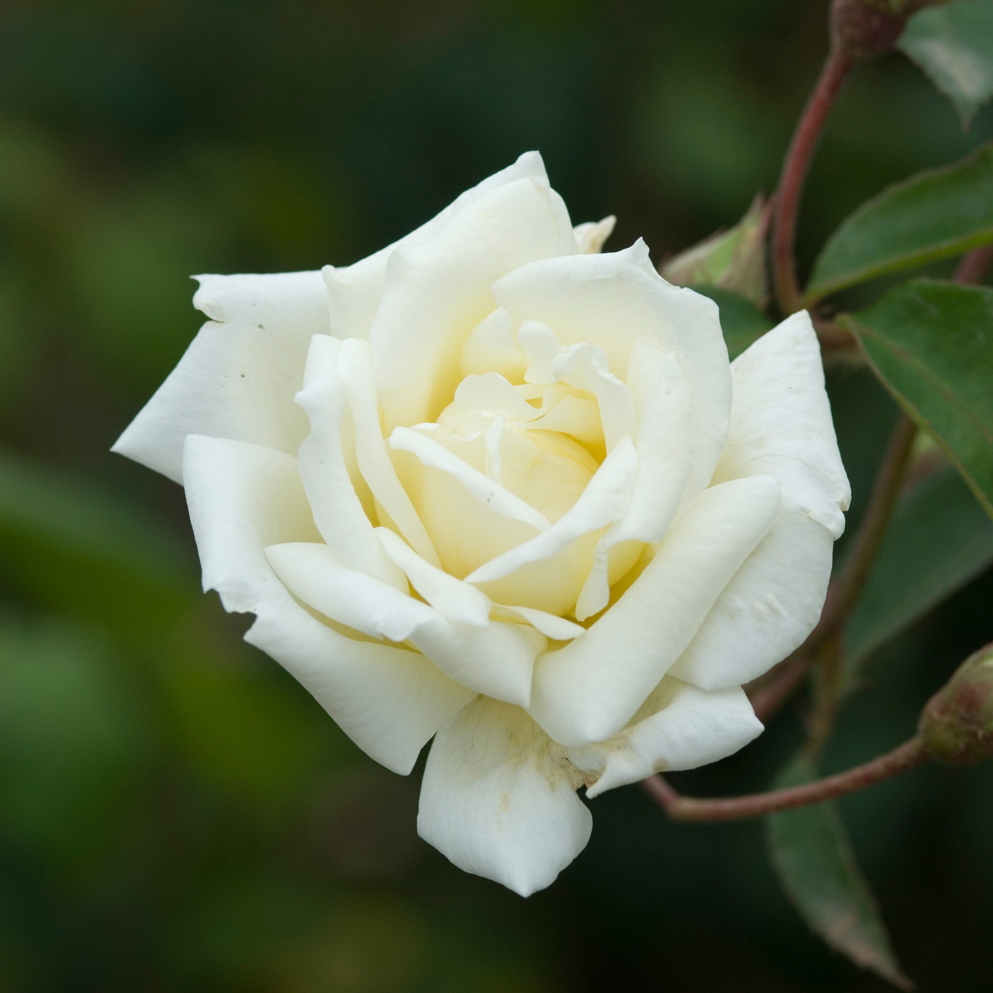 Pax | Shrub Rose | David Austin Roses