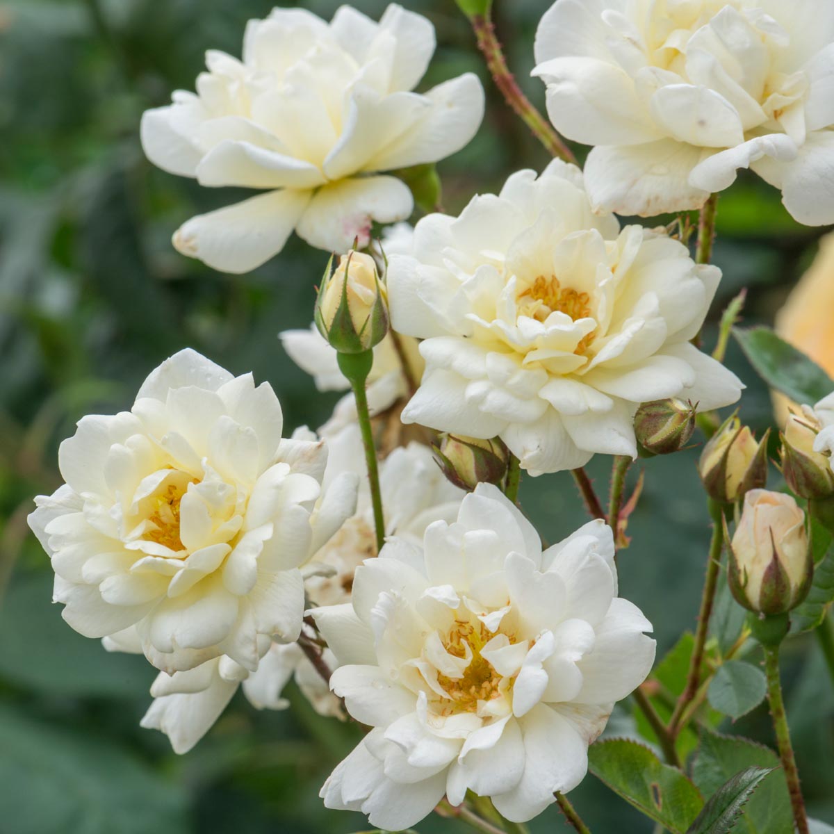 Pour Toi | Miniature Rose | David Austin Roses