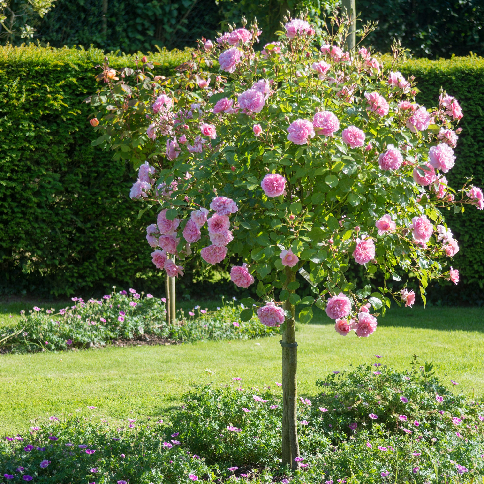 Anne Boleyn (Ausecret) | English Standard Tree Rose | David Austin Roses