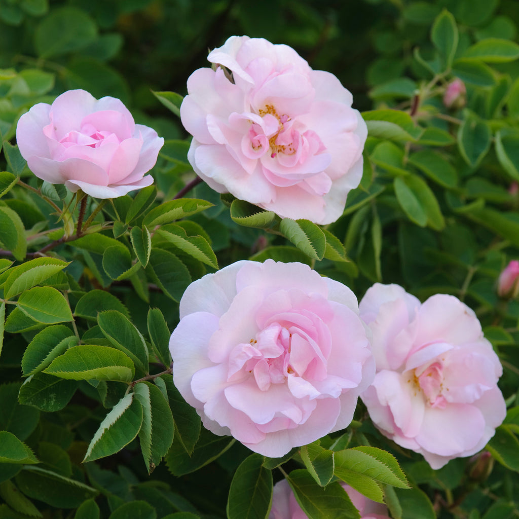 Celestial | Old Rose | David Austin Roses