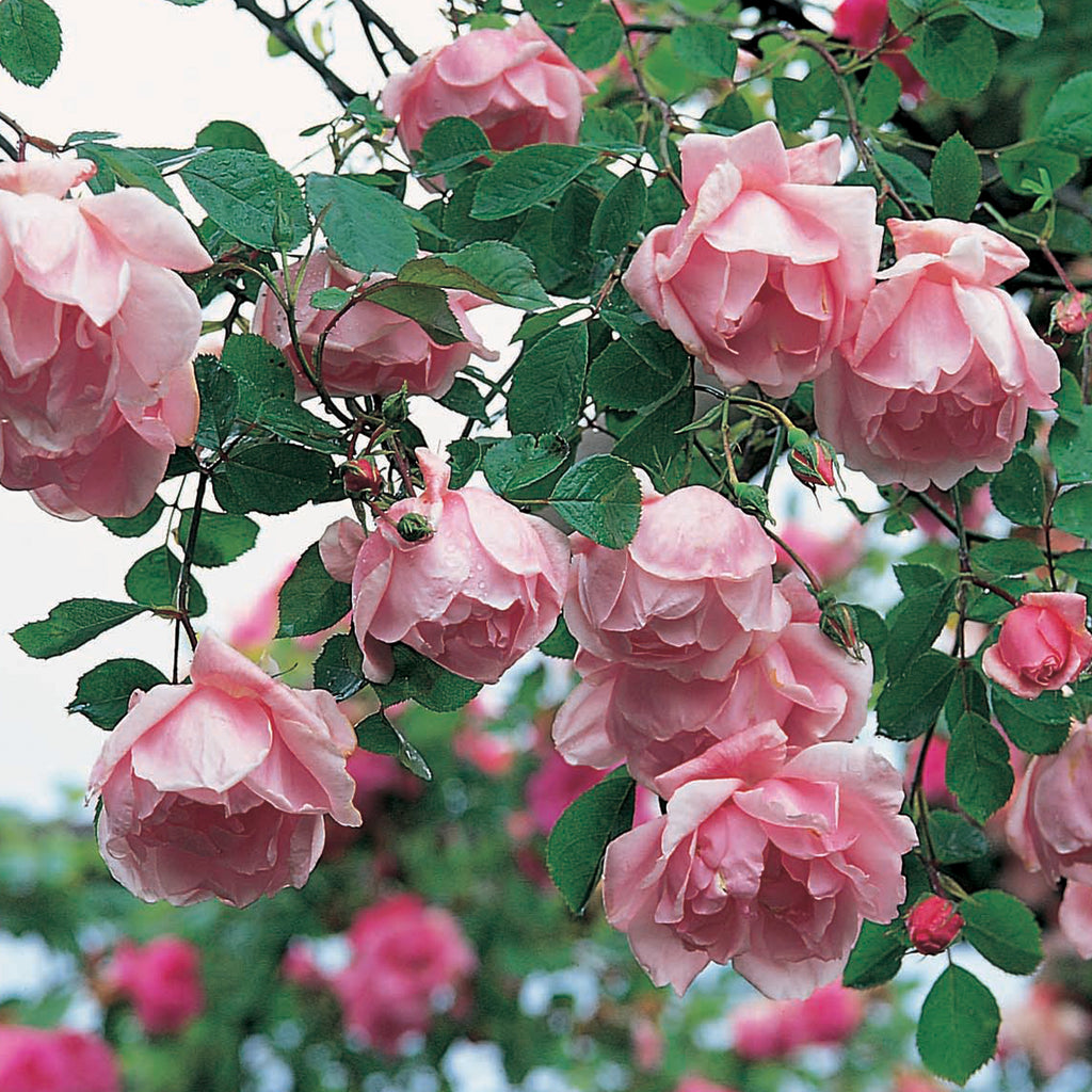 Mary Wallace | Rambling Rose | David Austin Roses