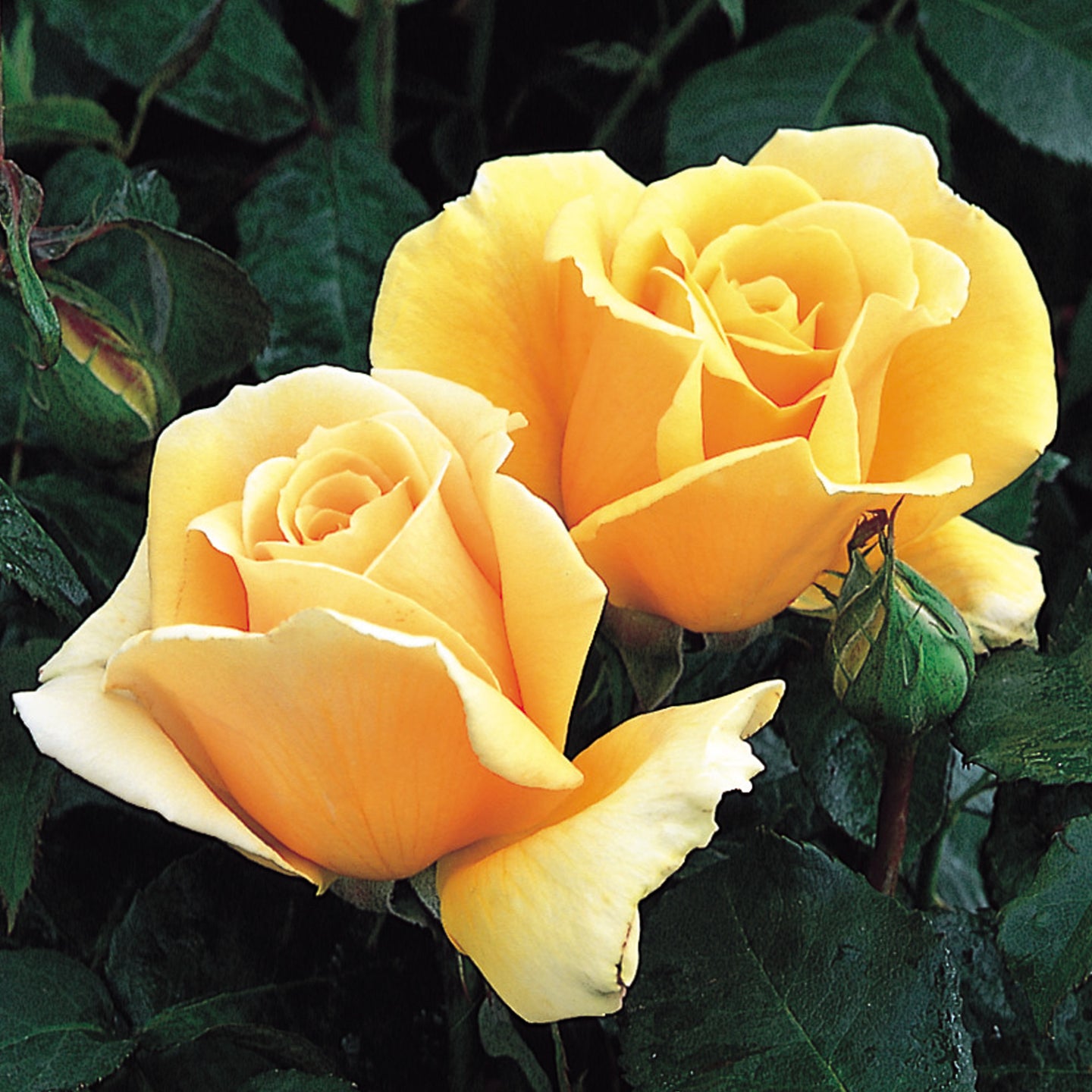 Yellow Hybrid Tea Rose s | David Austin Roses