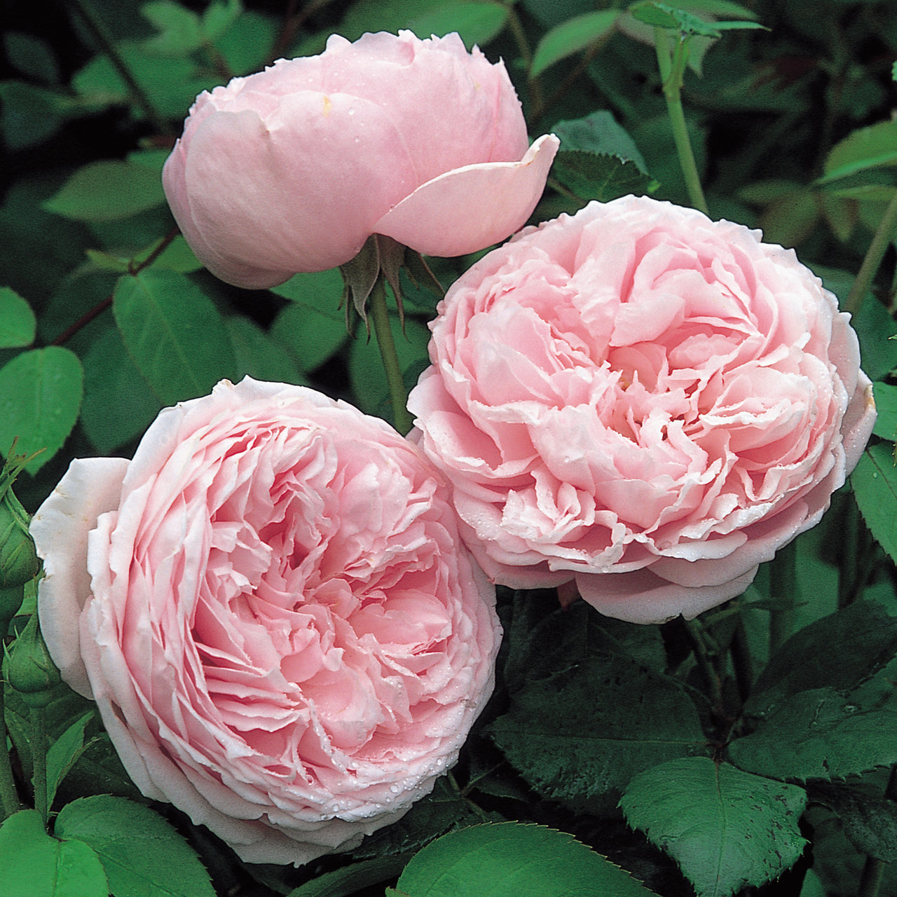 Spirit of Freedom (Ausbite) | English Shrub Rose | David Austin Roses