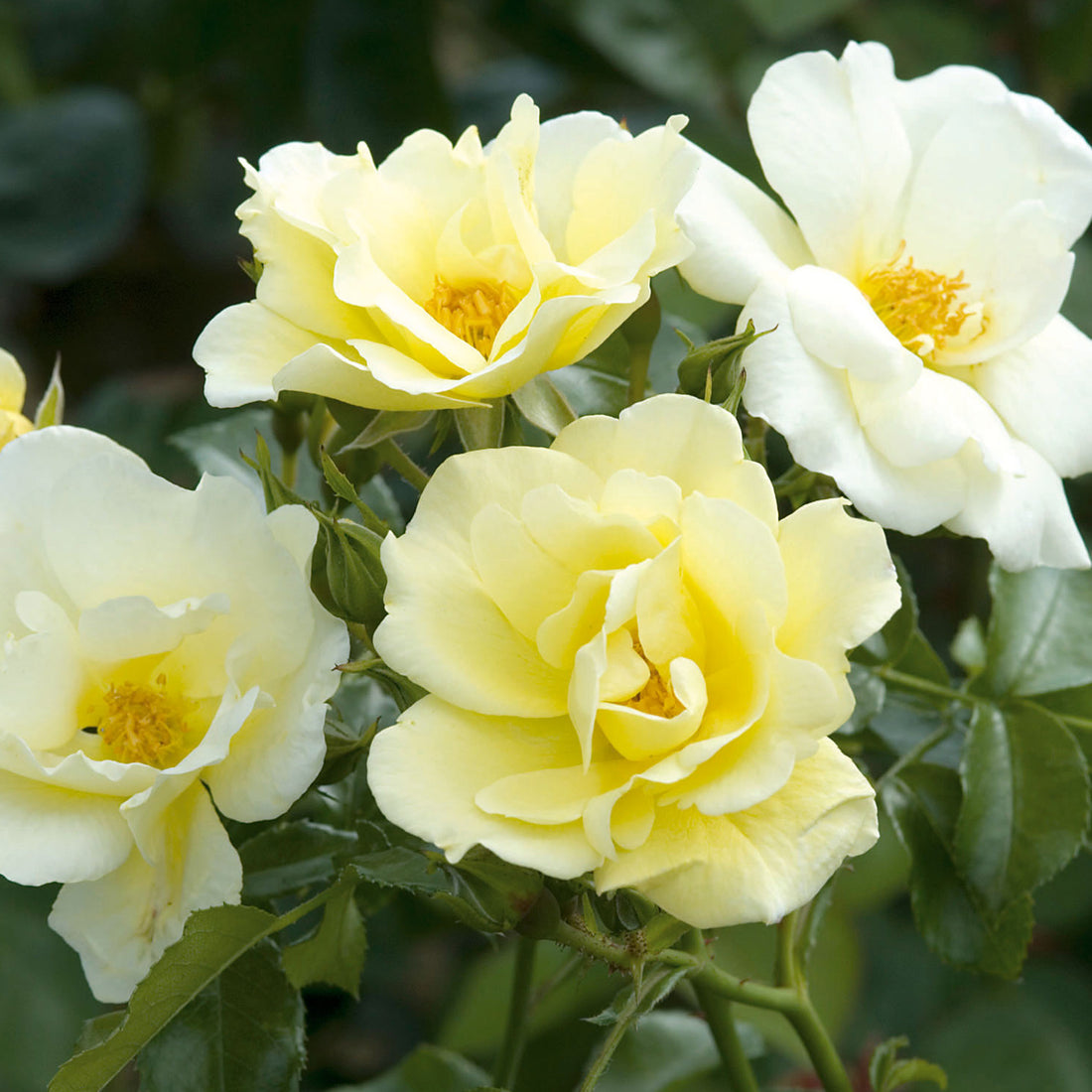 Patio Roses | David Austin Roses