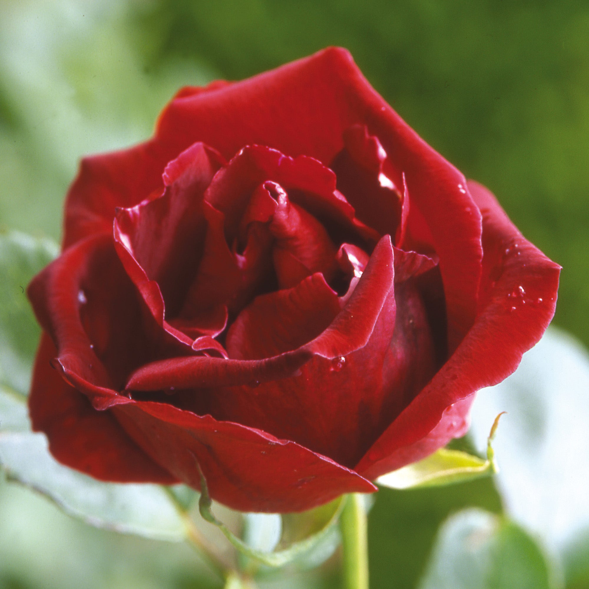 Red Climbing Rose Most Fragrant Climbing Roses Red