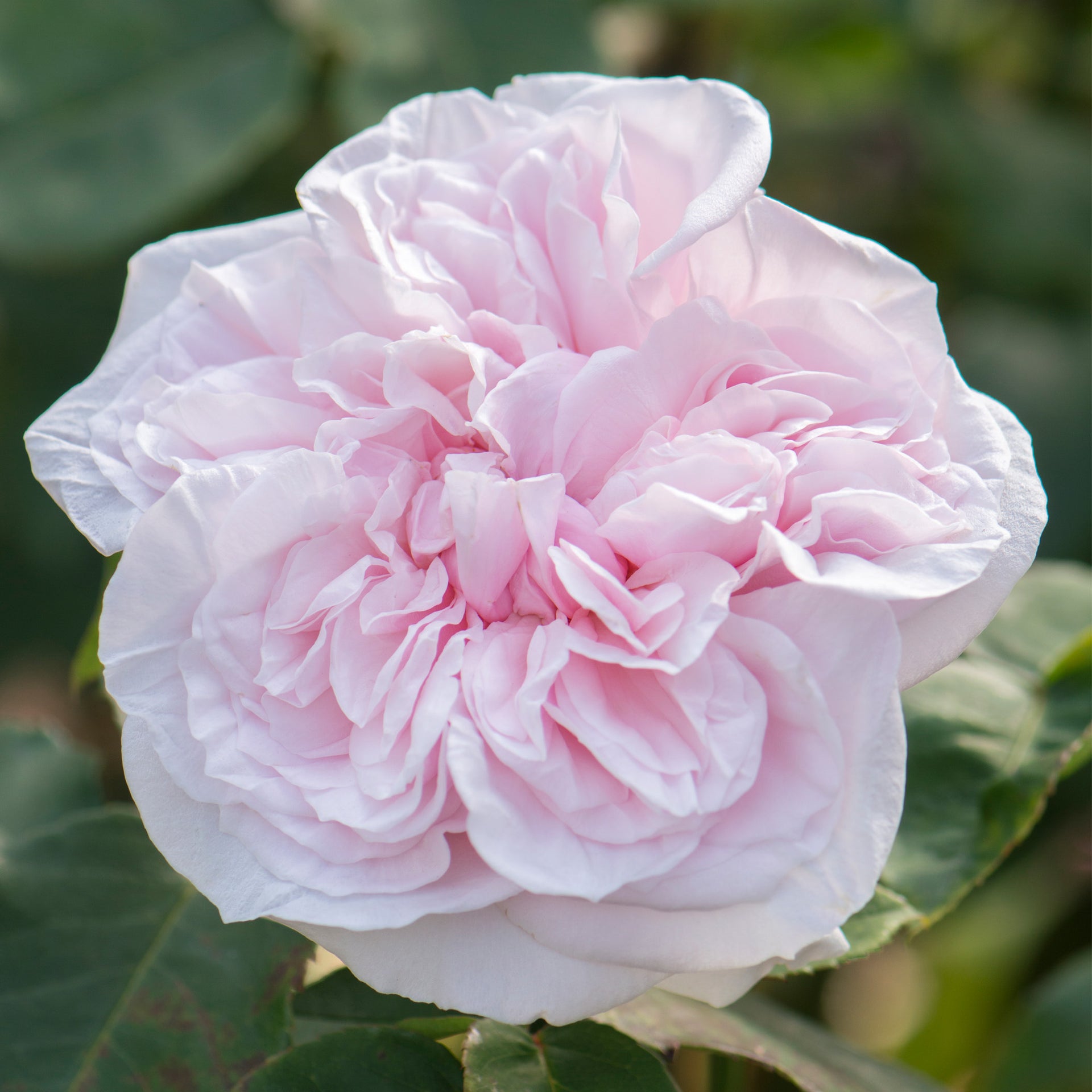 Souvenir de la Malmaison | Climbing Rose | David Austin Roses