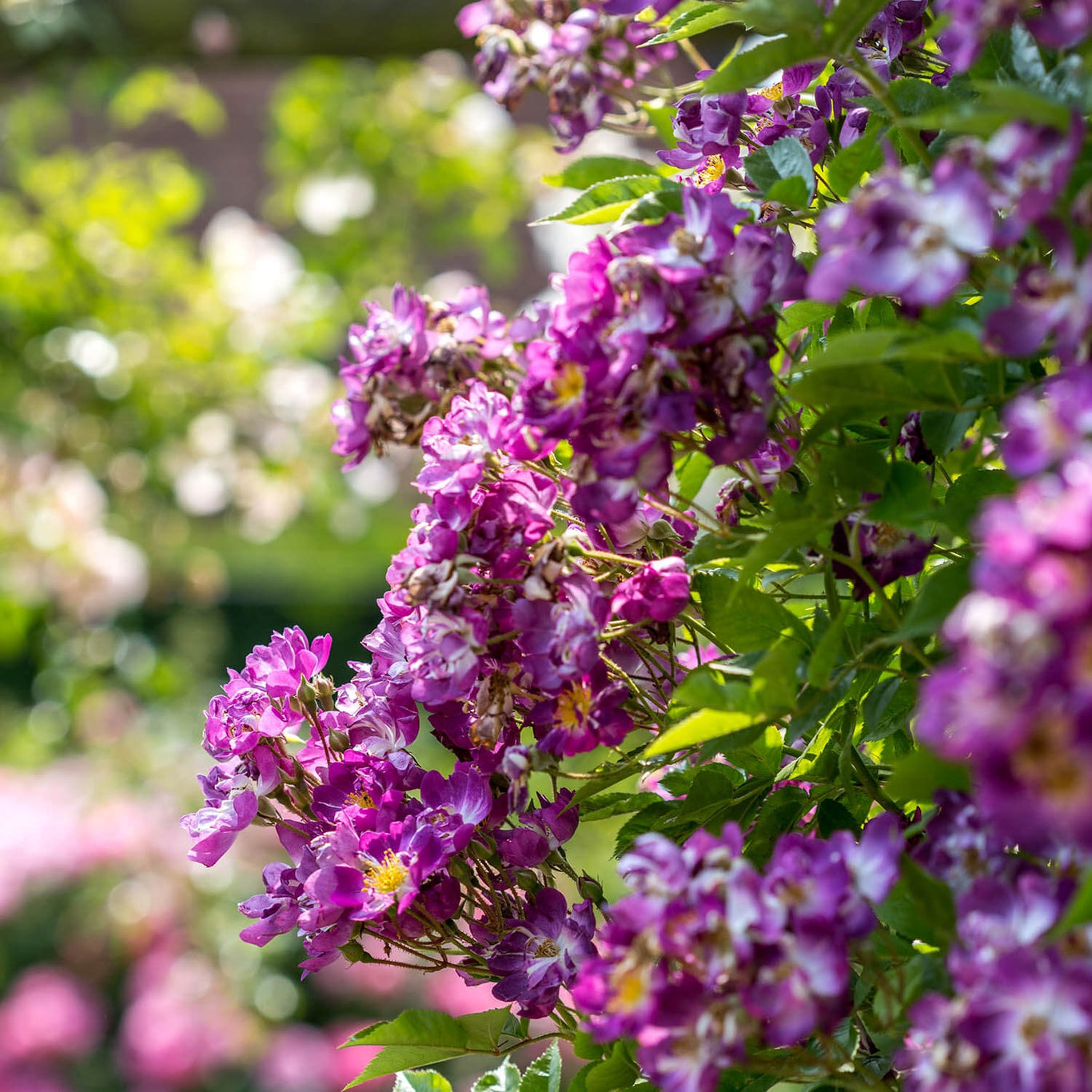 Thornless roses and nearly thornless roses - David Austin Roses