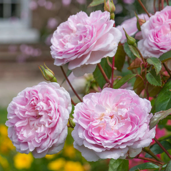 Disease Resistant Roses | Best Roses for Health | David Austin Roses