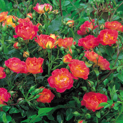 Ground Cover Roses | David Austin Roses