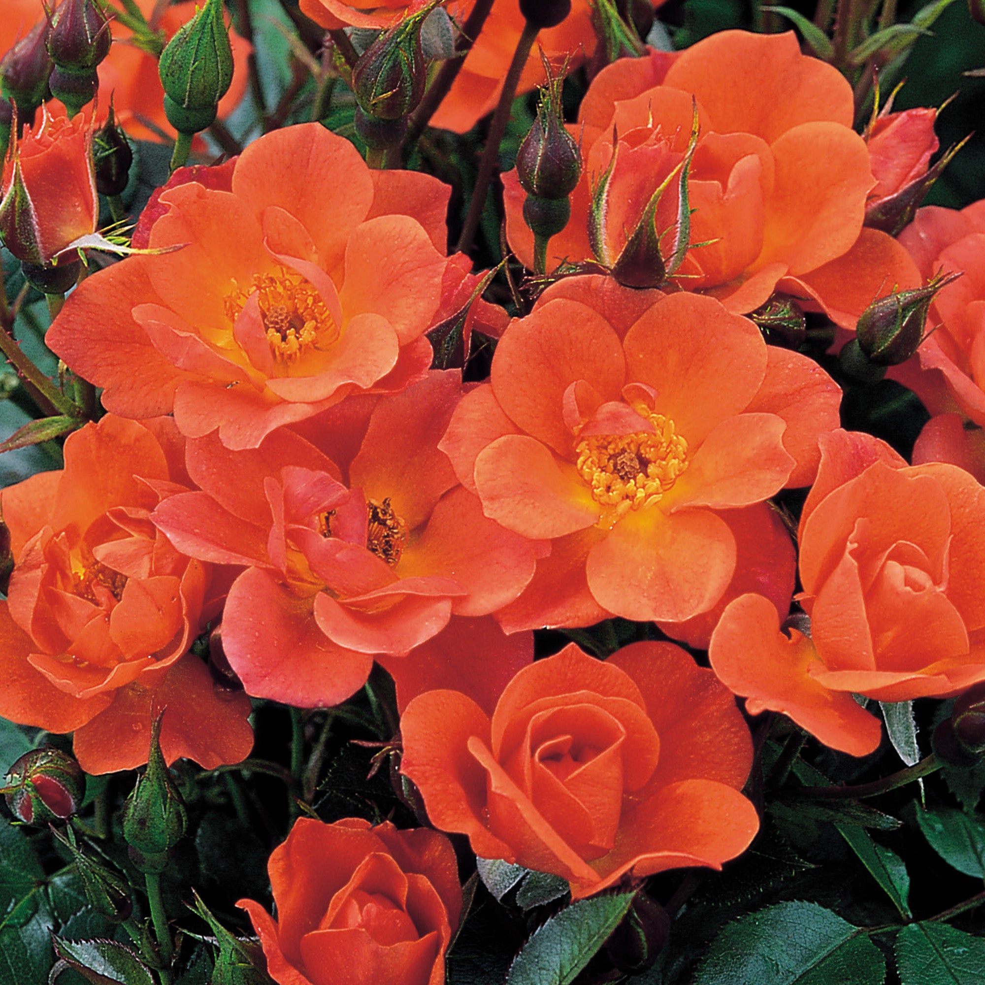 Warm Welcome (Chewizz) | Climbing Rose | David Austin Roses
