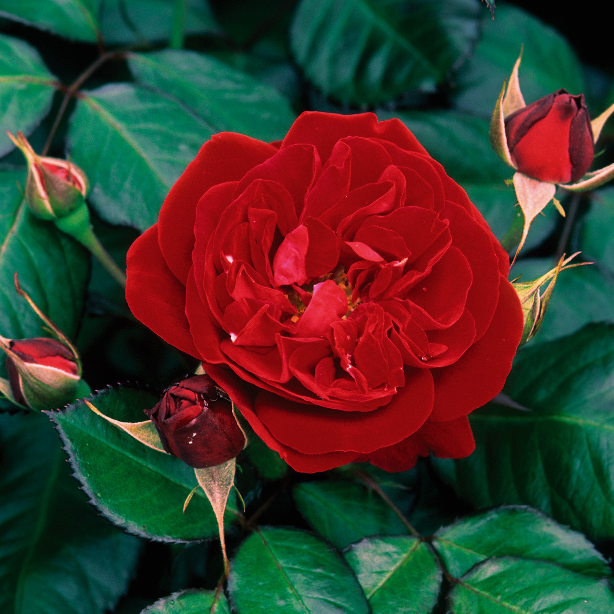 The Times Rose (Korpeahn) | Floribunda | David Austin Roses