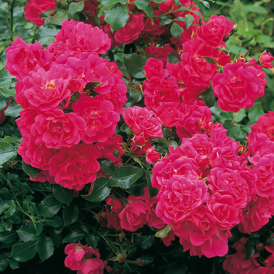 Flower Carpet | Ground Cover Rose | David Austin Roses