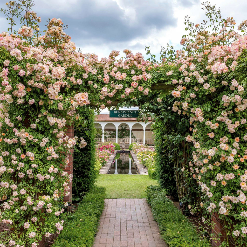 Phyllis Bide | Rambling Rose | David Austin Roses