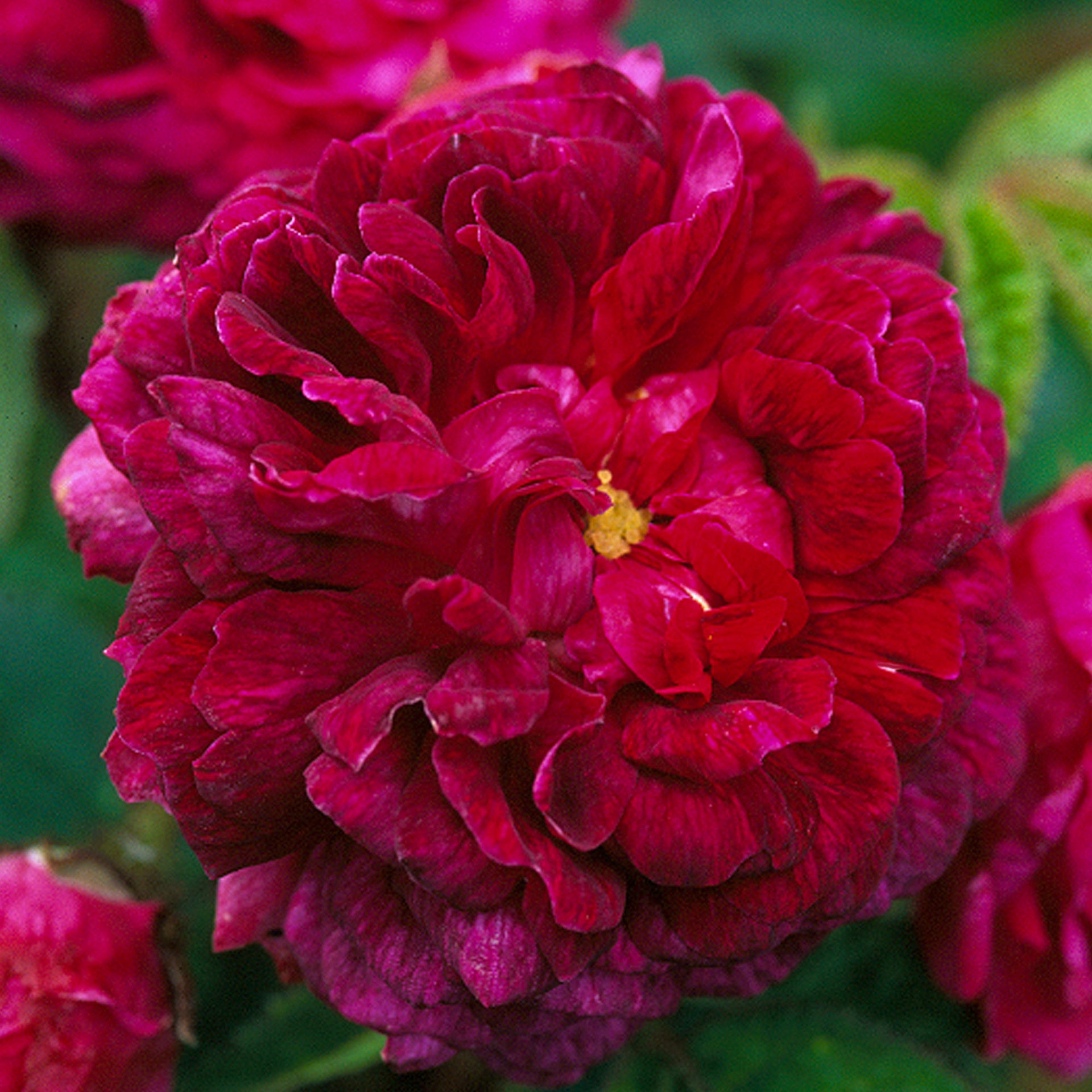 Capitaine John Ingram | Old Rose | David Austin Roses