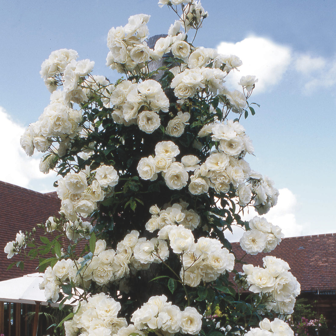 Iceberg | Climbing Rose | David Austin Roses