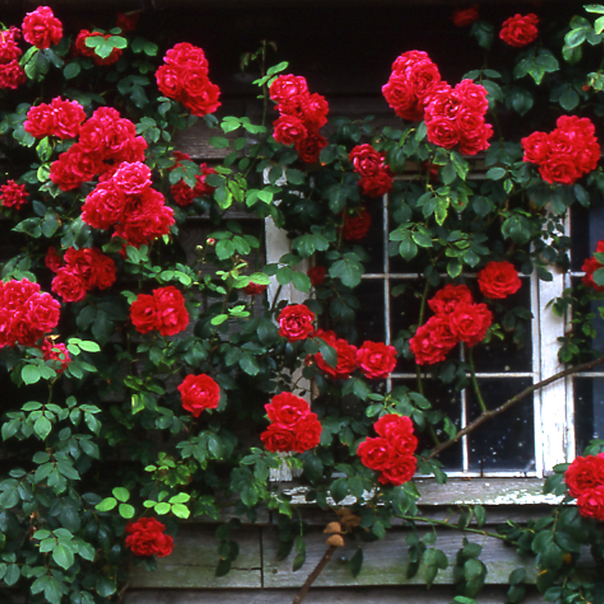 Paul’s Scarlet Climber | Climbing Rose | David Austin Roses
