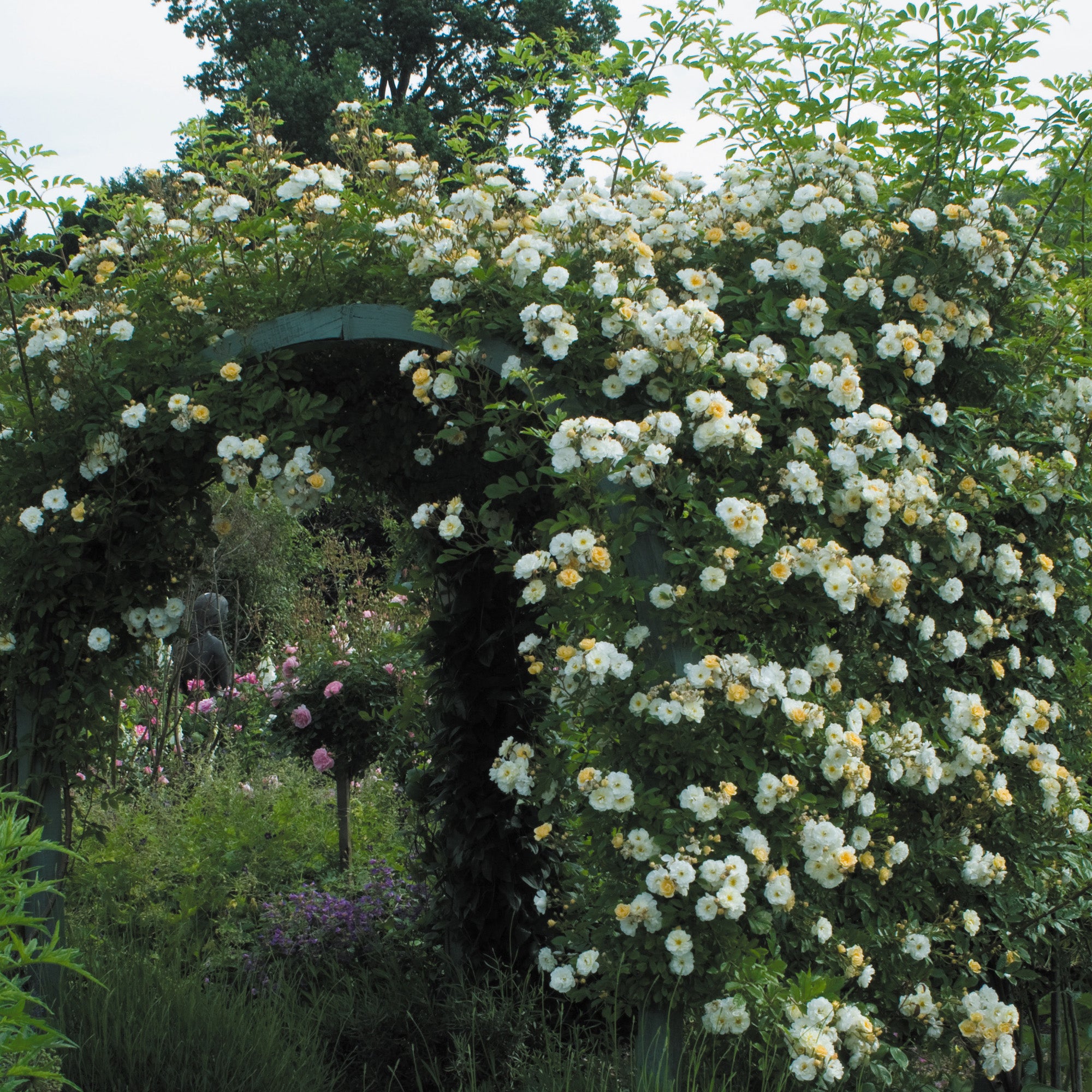 Goldfinch | Rambling Rose | David Austin Roses