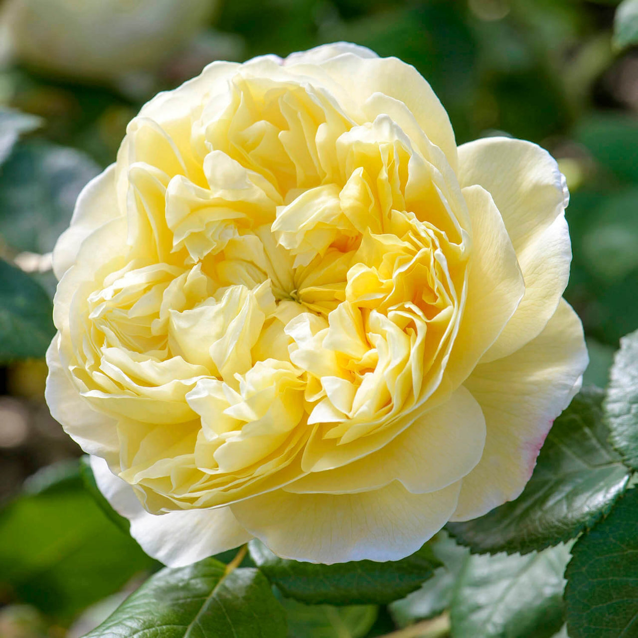 Charles Darwin (Auspeet) | English Shrub Rose | David Austin Roses