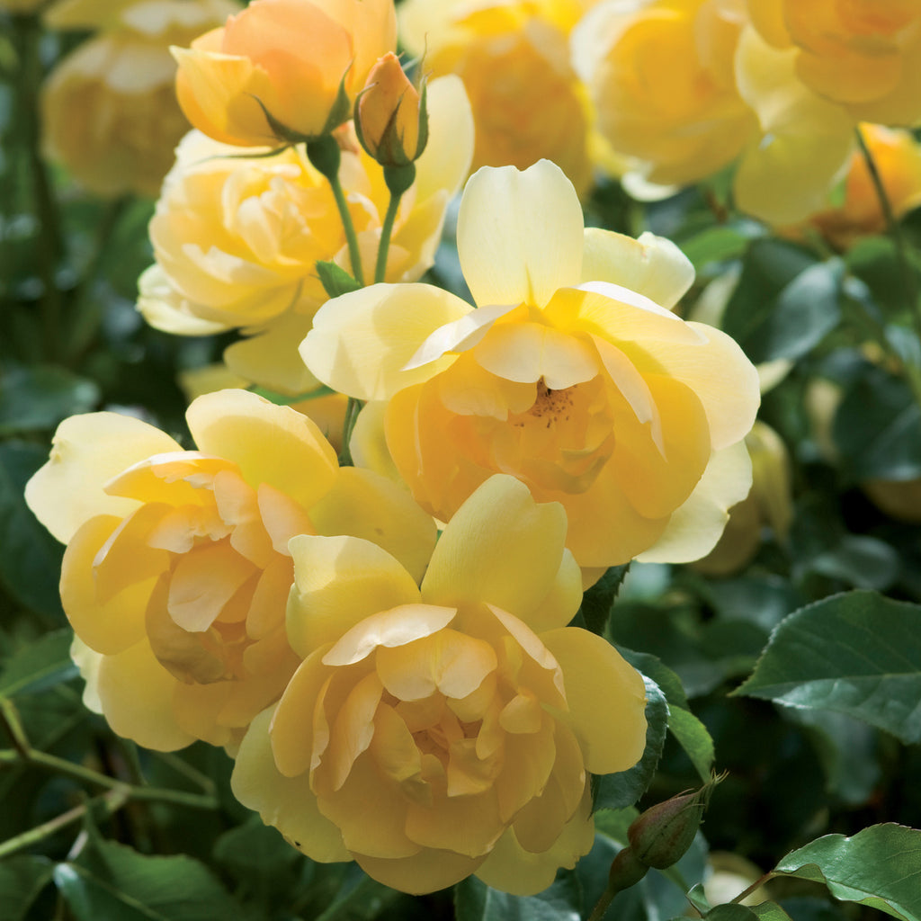 Buttercup (Ausband) | English Shrub Rose | David Austin Roses