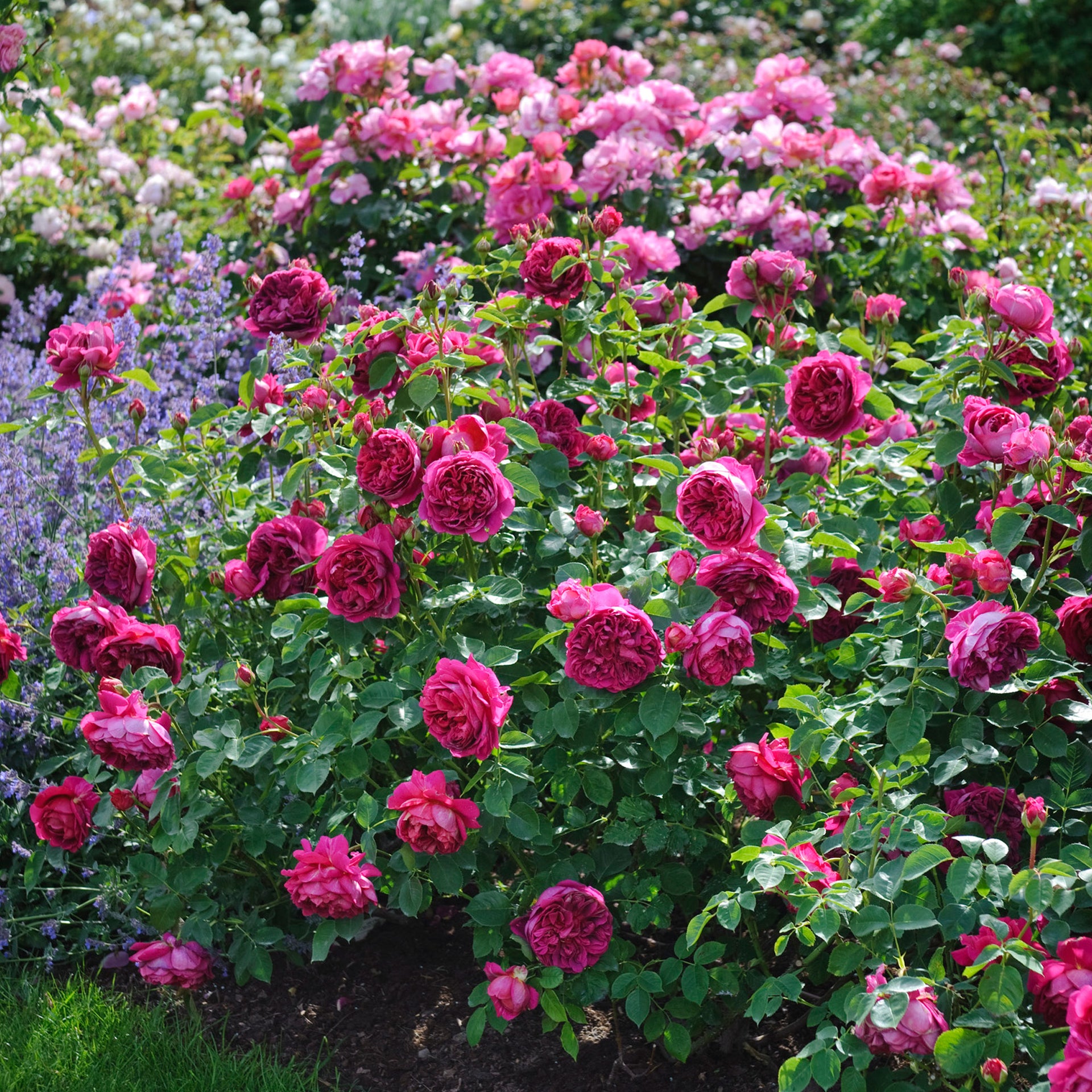 Lady of Megginch (Ausvolume) | English Shrub Rose | David Austin Roses