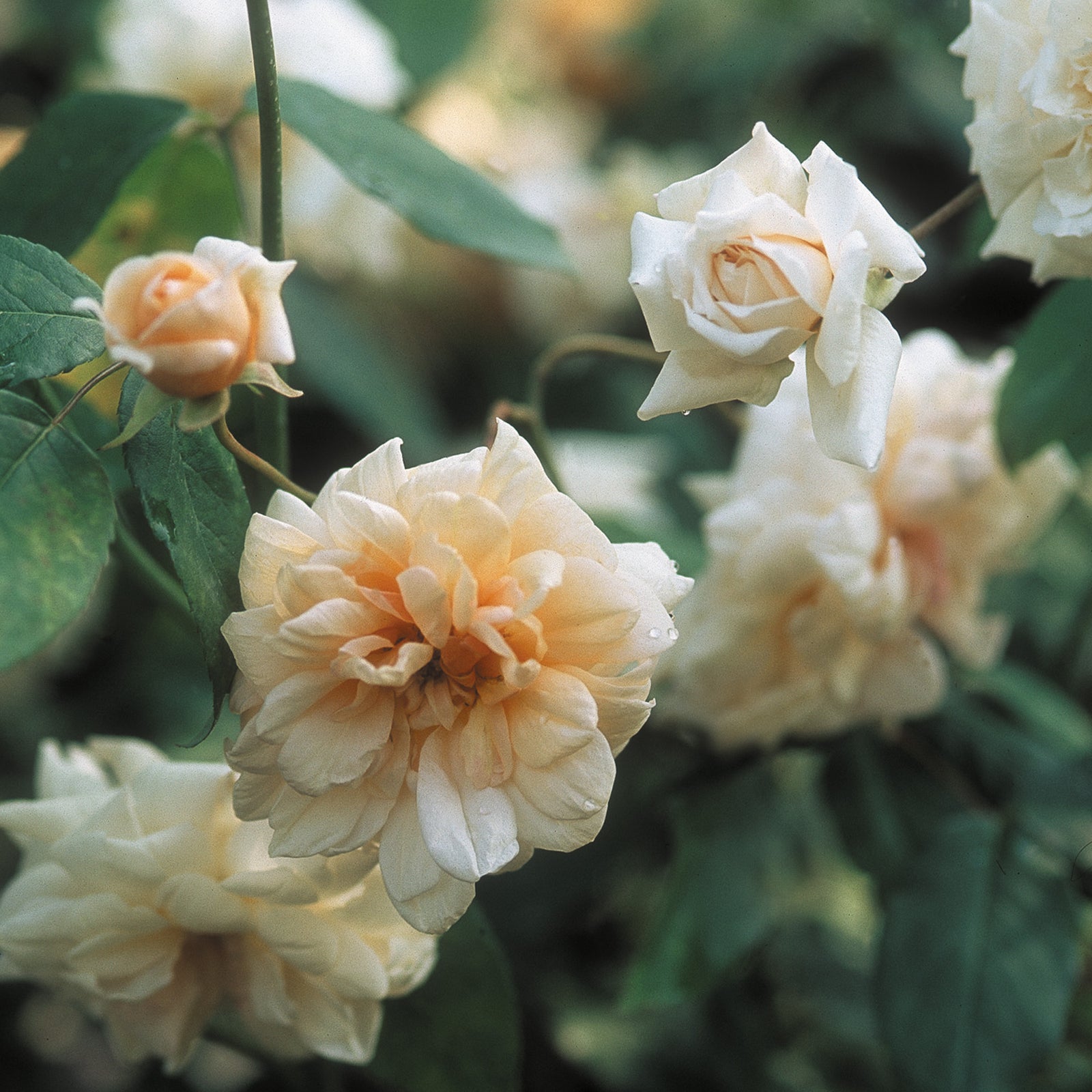 Miniature Roses | David Austin Roses