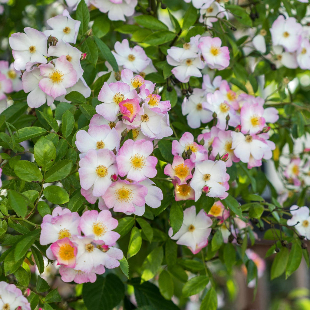 Most Fragrant Rambling Roses | David Austin Roses