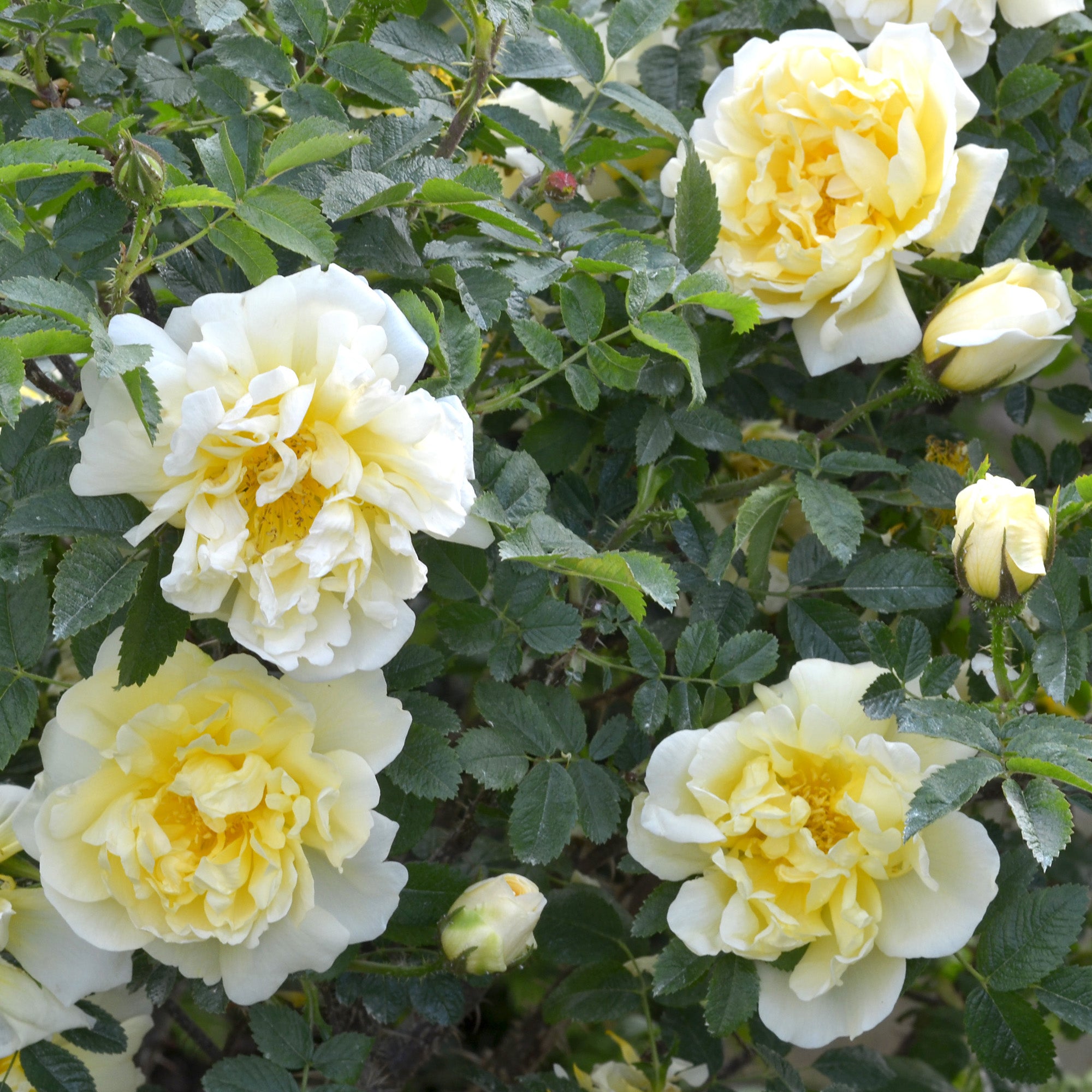 Agnes | Rugosa Rose | David Austin Roses