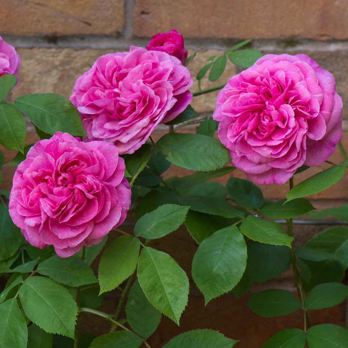 Gertrude Jekyll | English Climbing Rose | David Austin Roses
