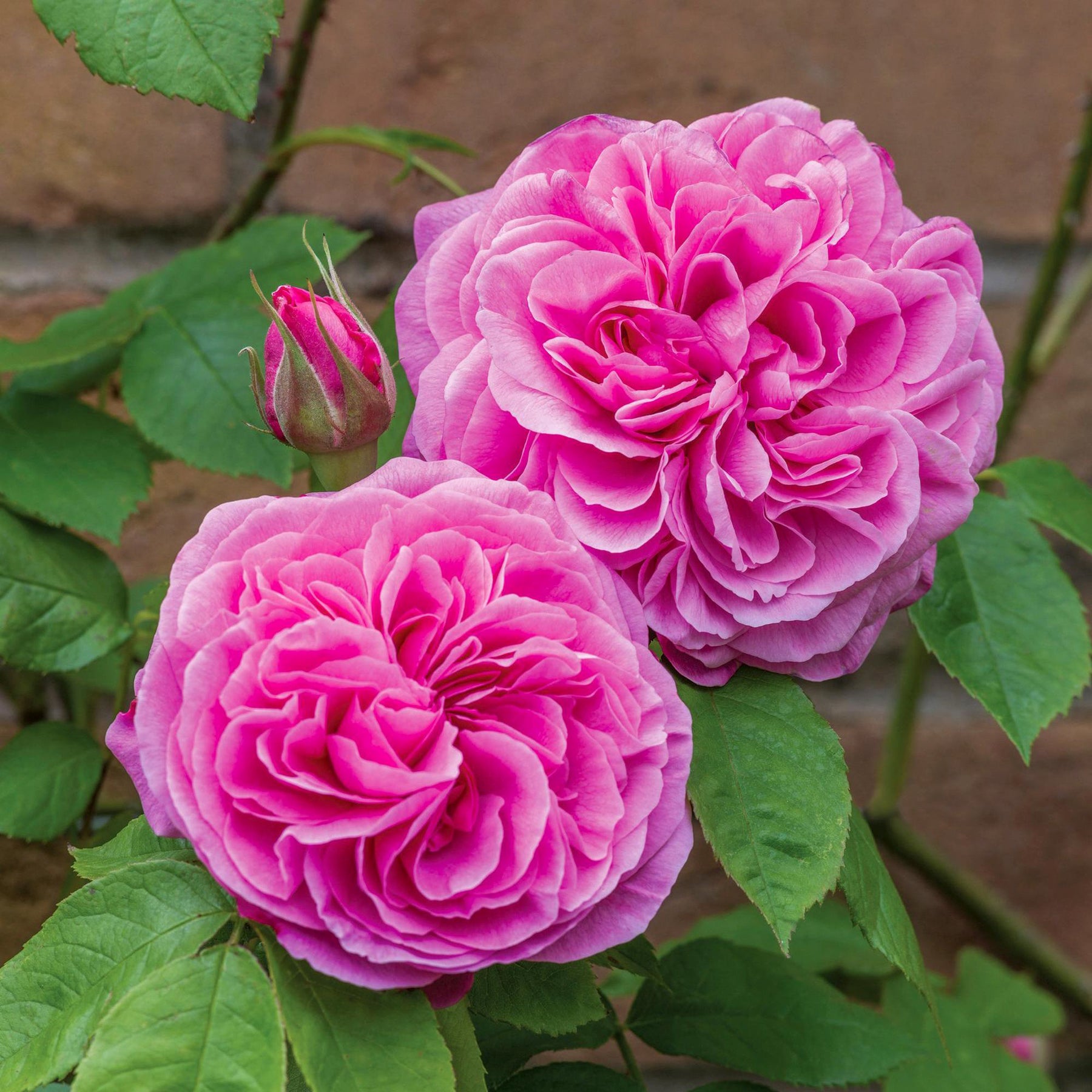 Deep Pink Roses | Pink Roses | David Austin Roses