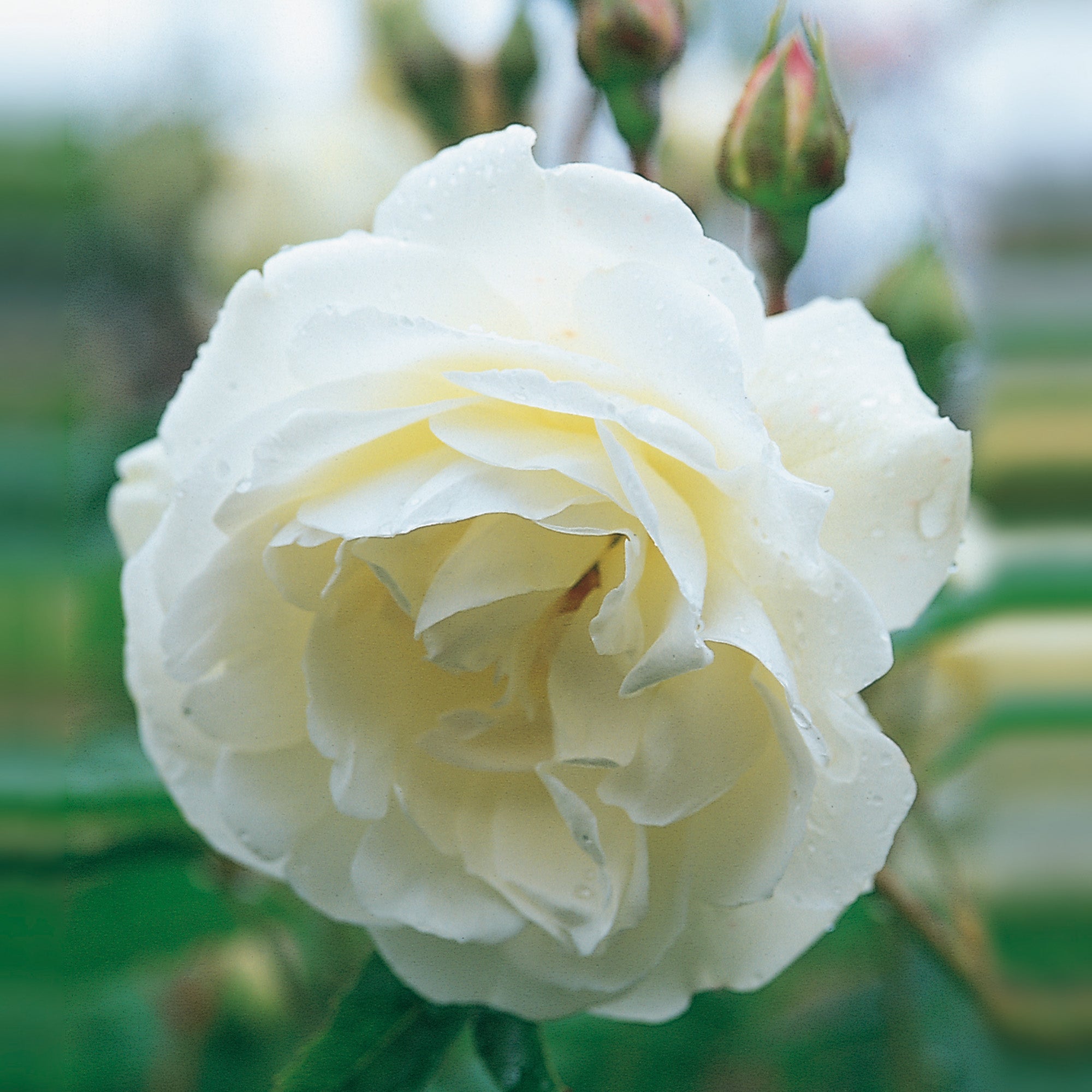 Iceberg | Standard Tree Rose | David Austin Roses