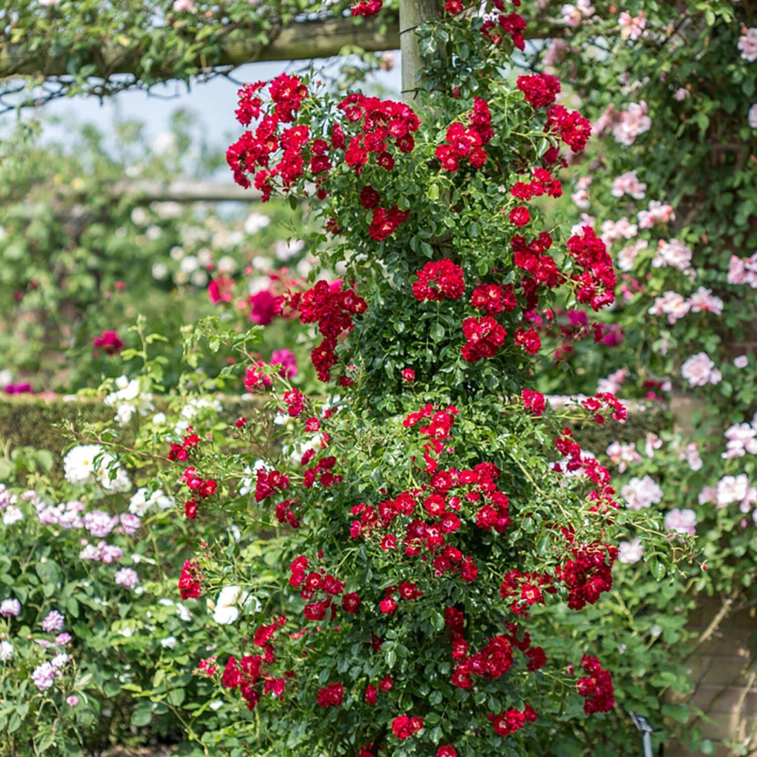Rambling Rosie (Horjasper) | Rambling Rose | David Austin Roses