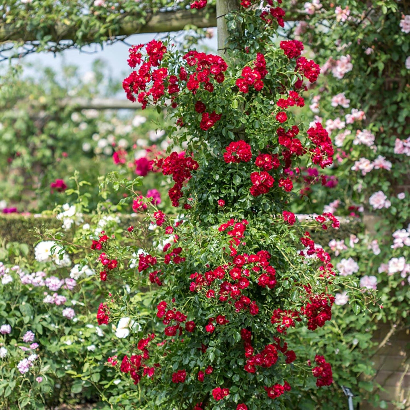 Rambling Rosie (Horjasper) | Rambling Rose | David Austin Roses