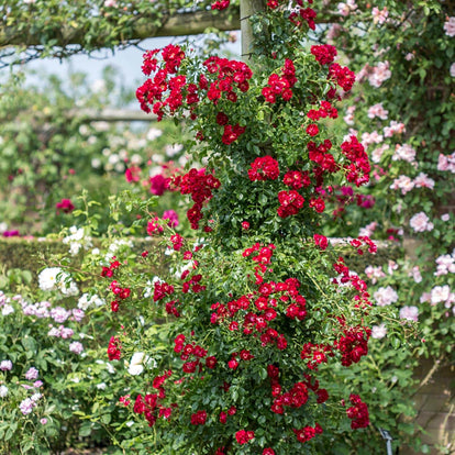 Rambling Rosie (Horjasper) | Rambling Rose | David Austin Roses