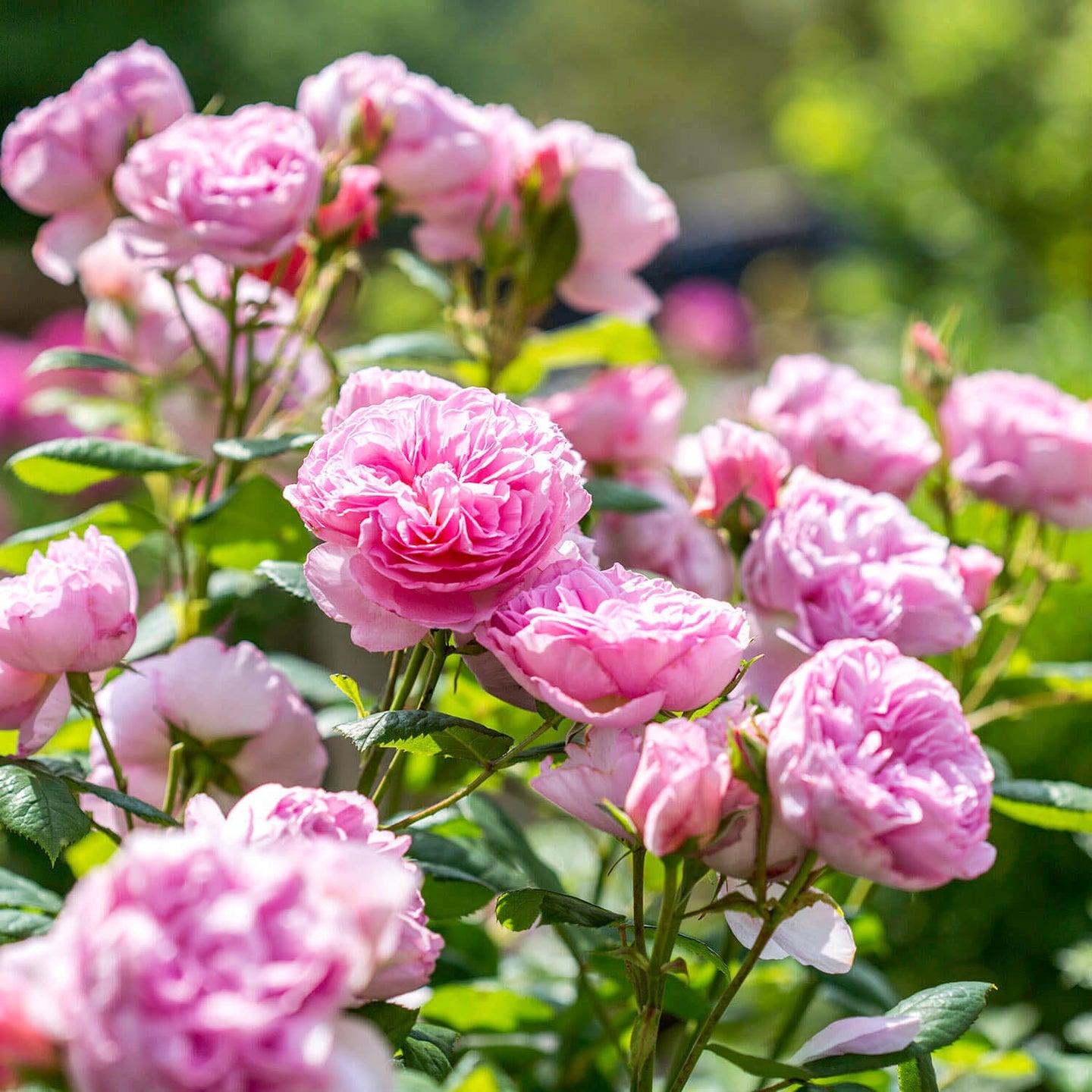 The Ancient Mariner (Ausoutcry) | English Standard Tree Rose | David ...